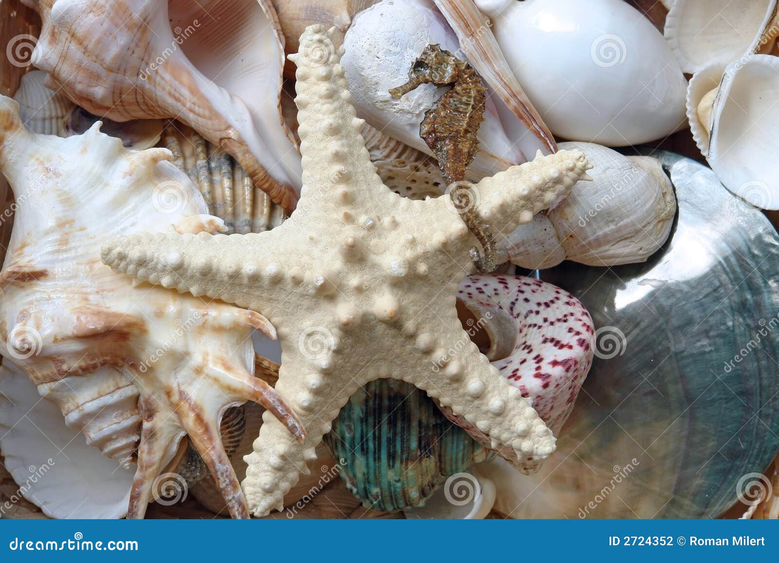 Seashell collection stock photo. Image of seahorse, tropical - 2724352