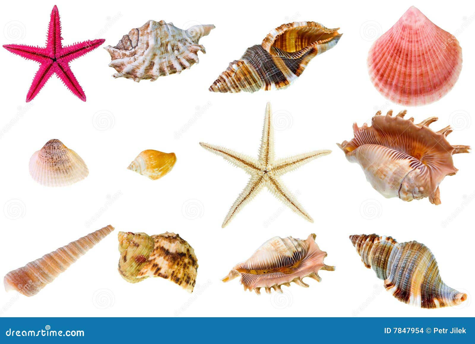 Seashell collection stock photo. Image of orange, collage - 7847954