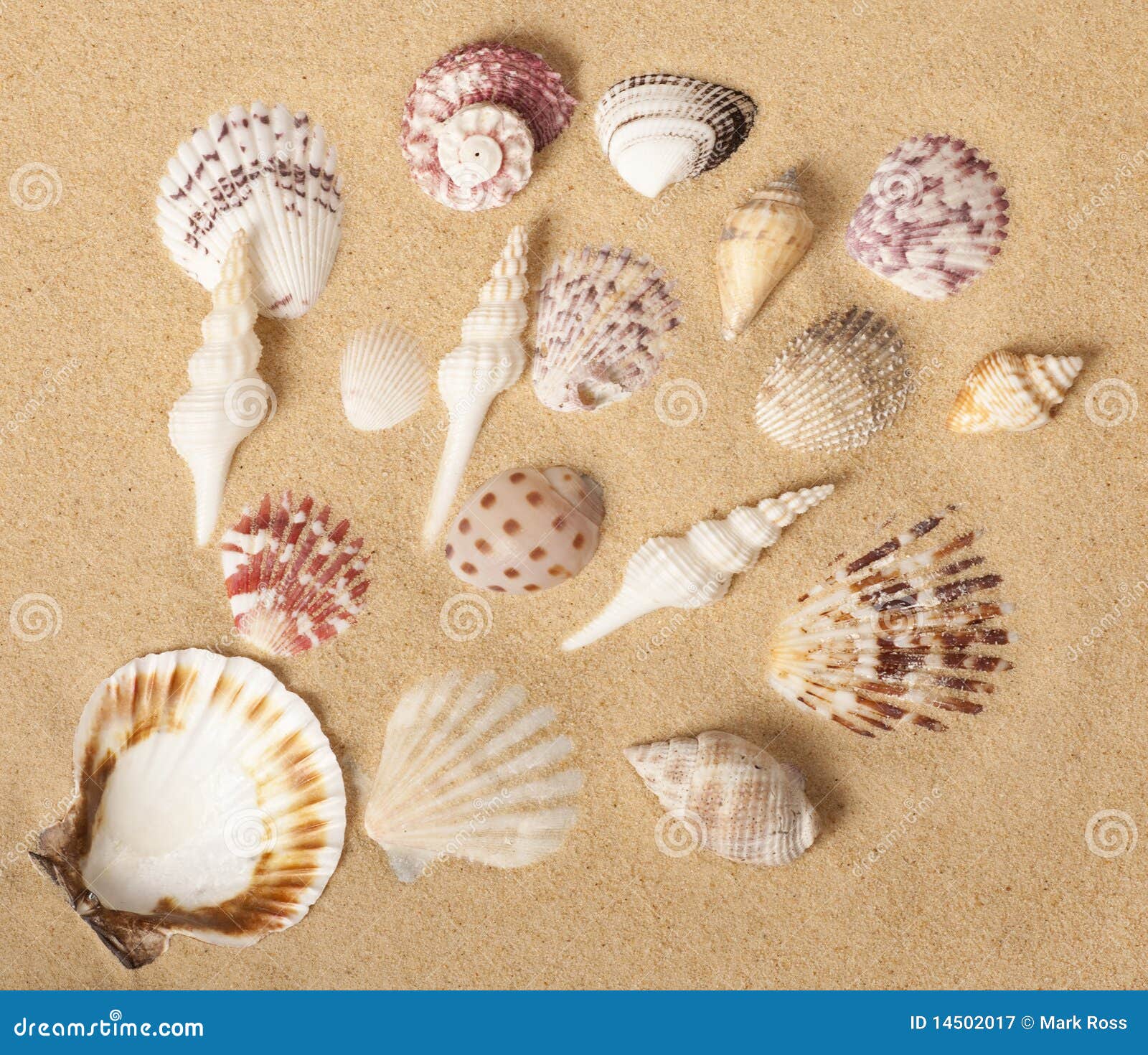 Seashell Collection Design stock image. Image of vacation - 14502017