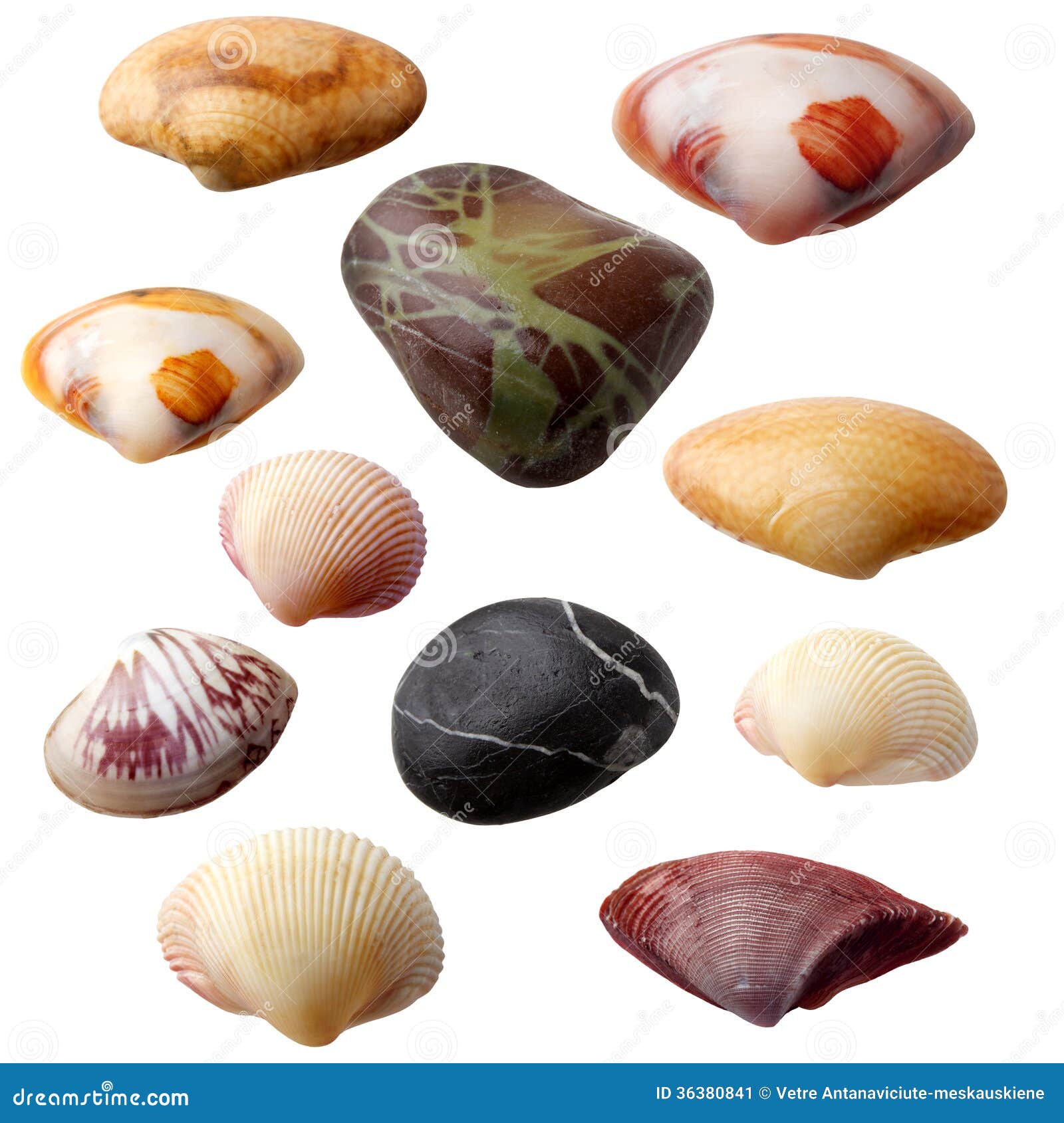 Seashell collection stock image. Image of elements, seashore - 36380841