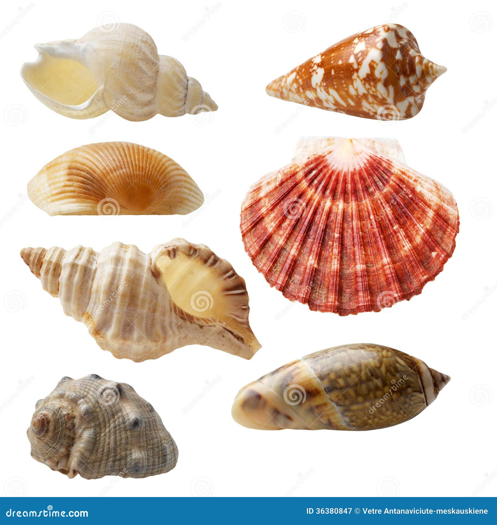 Seashell collection stock image. Image of aquarium, seashell - 36380847