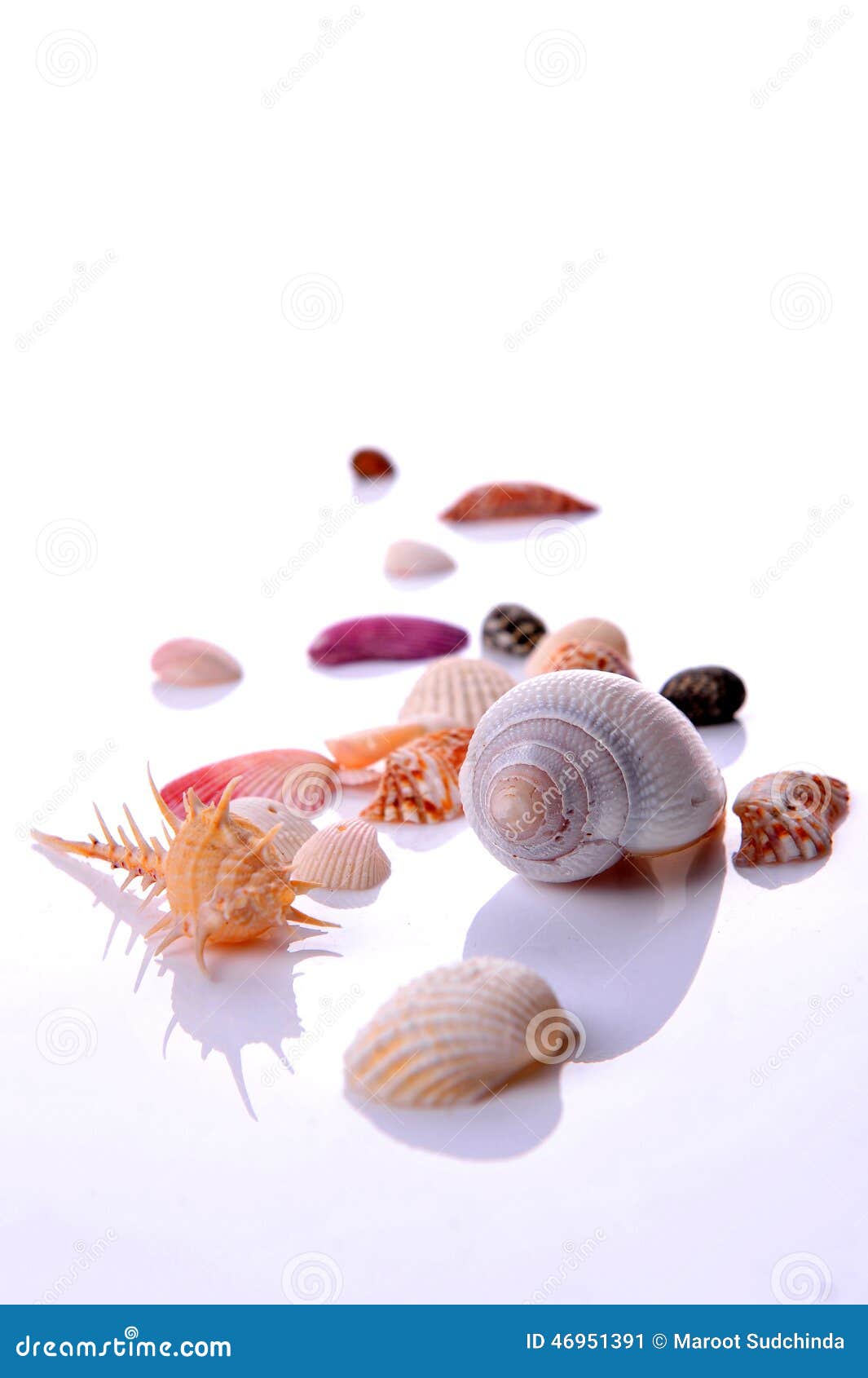 Seashell collection stock image. Image of snail, shell - 46951391
