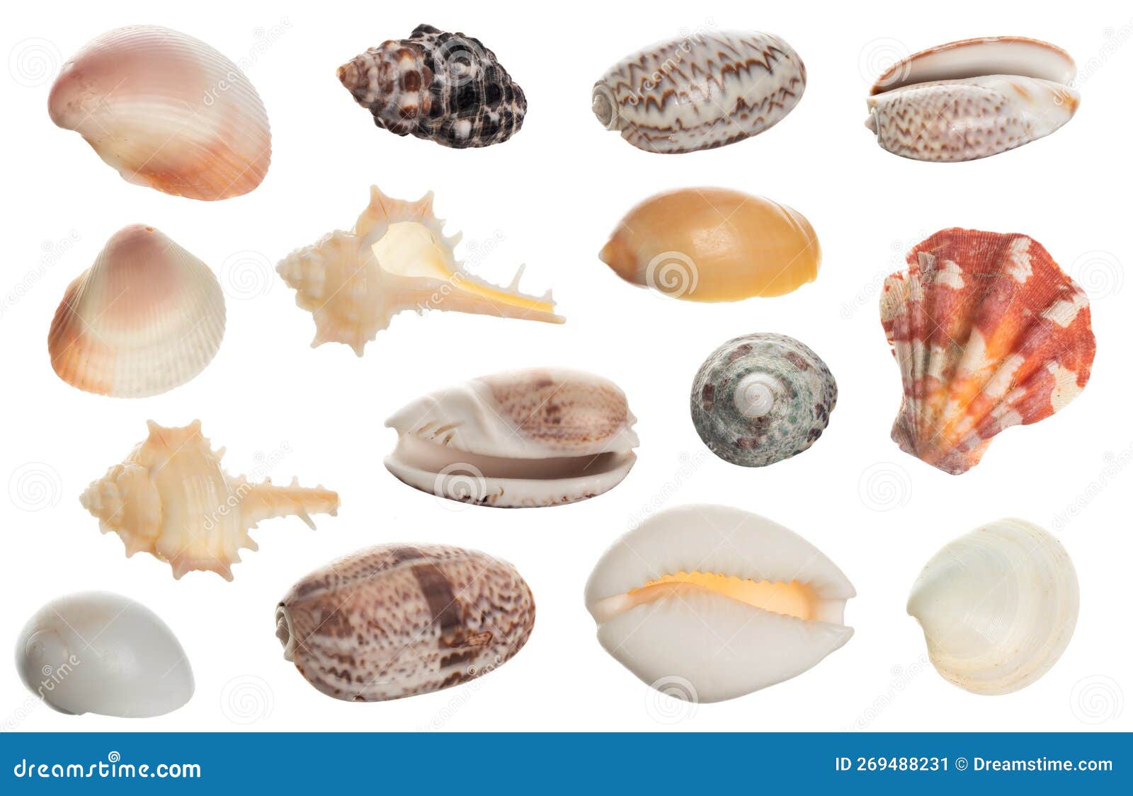 Seashell Collection Isolated on White Background Close Up Stock Image ...