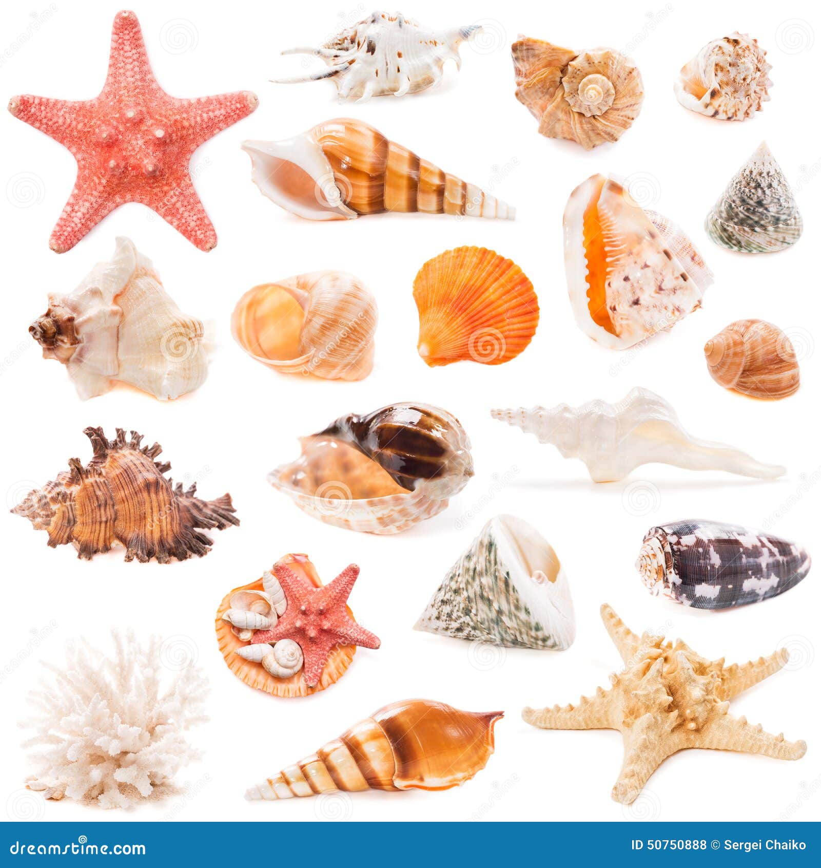 Seashell Collection Isolated on White Background Stock Photo - Image of ...