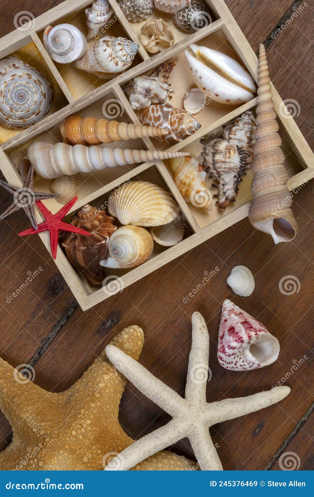 Seashell Collection - Objects Stock Image - Image of chitin, beach ...