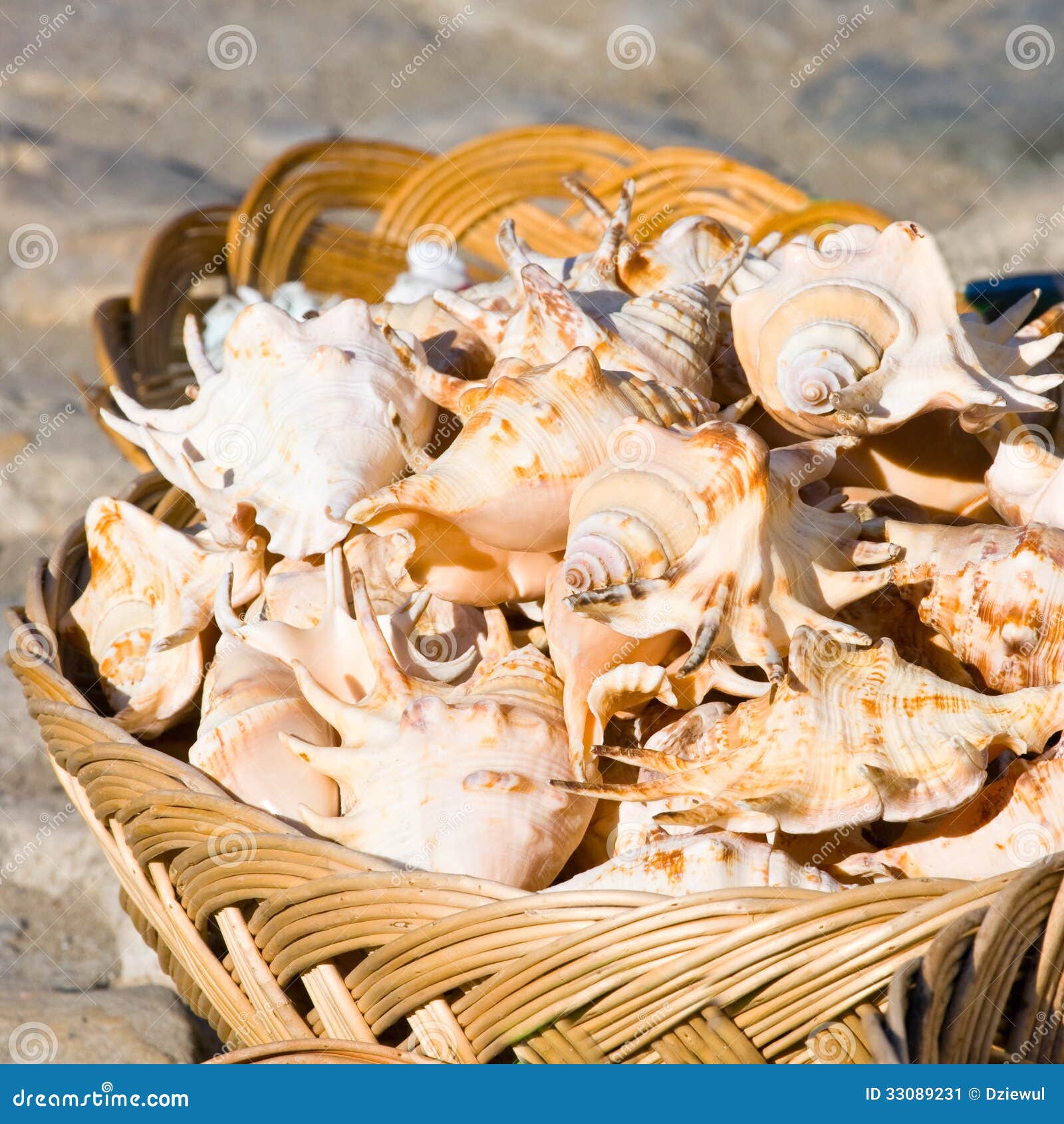 Seashell collection stock image. Image of life, beach - 33089231
