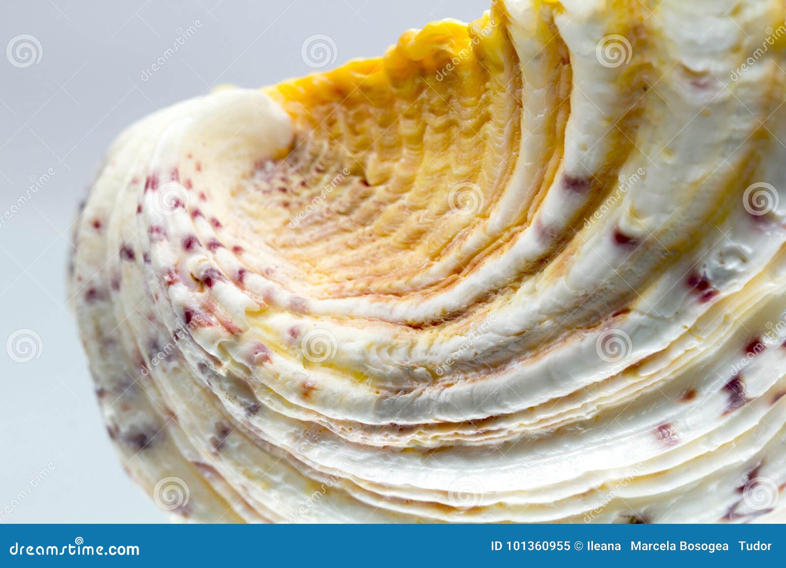 Seashell Colors and Texture Stock Image - Image of exotic, edible ...