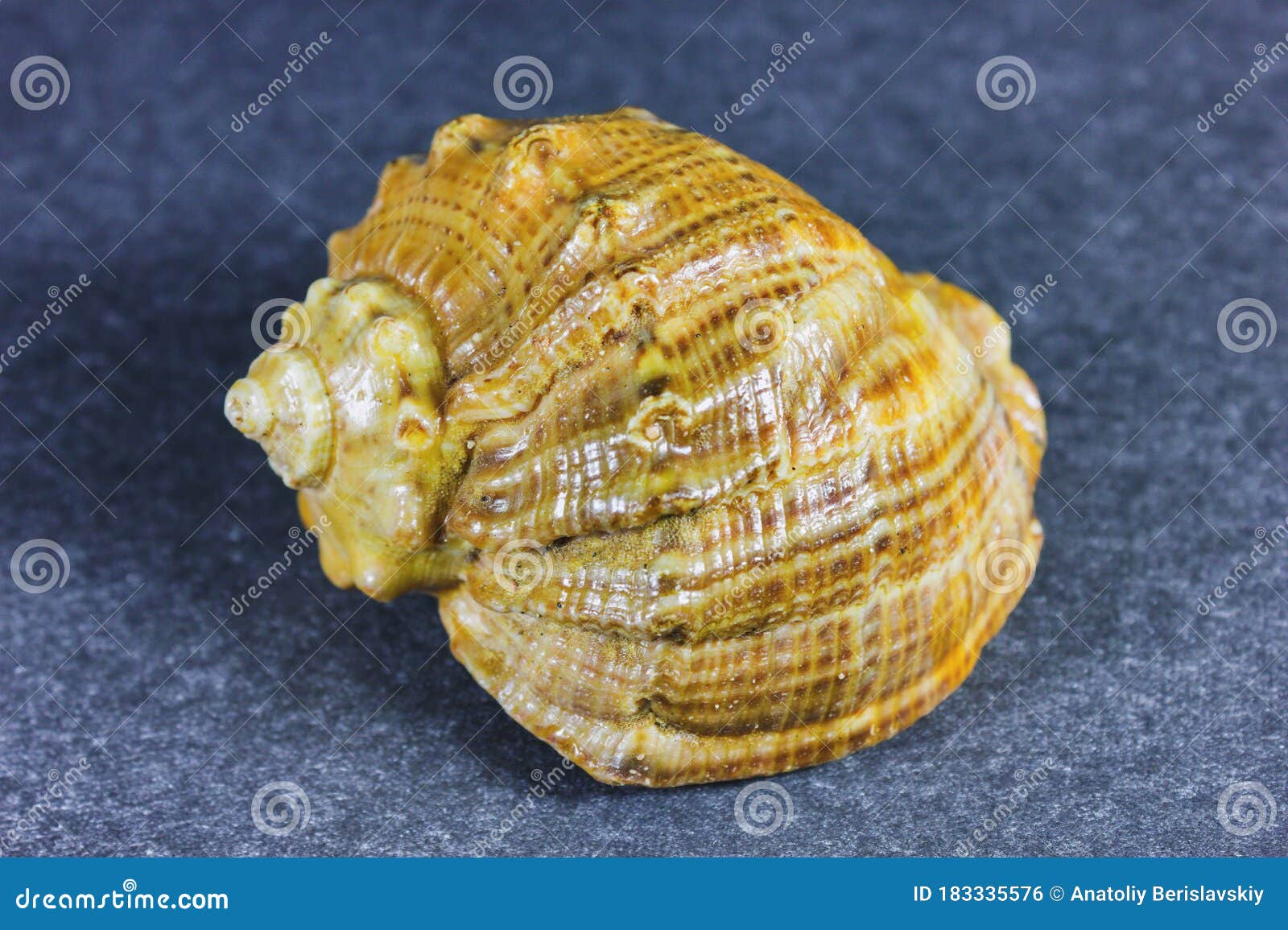 Seashell Comb Venus a Dark Background. Seashell Crest Stock Photo ...
