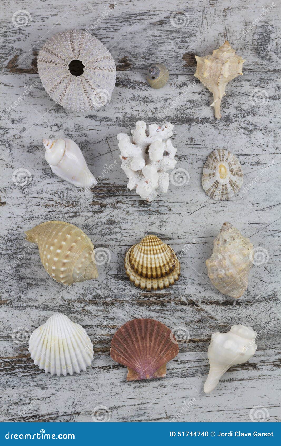 Seashell composition stock photo. Image of mollusk, snail - 51744740