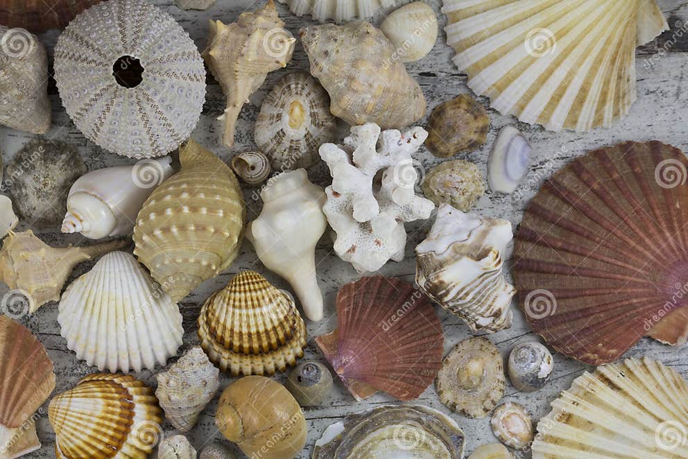 Seashell composition stock photo. Image of pattern, assortment - 51847722