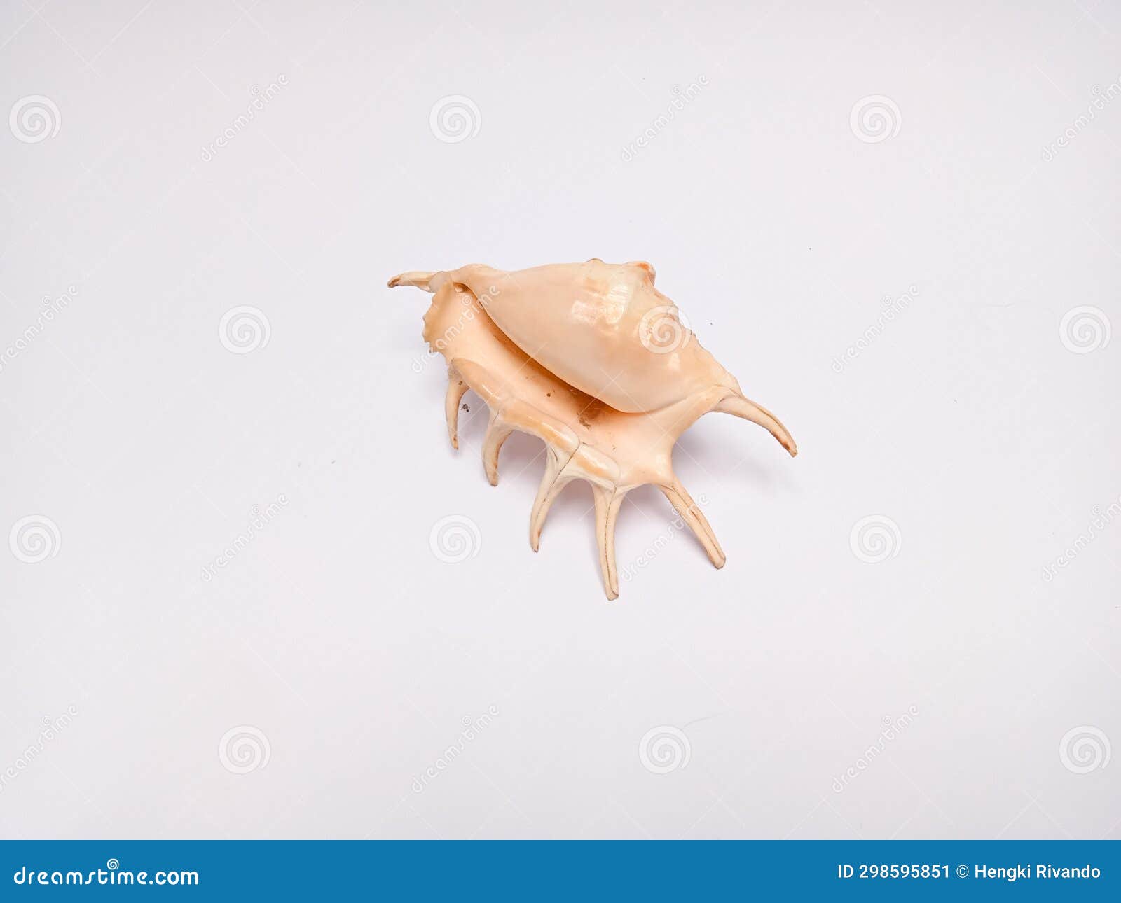 Seashell Conch Spider stock image. Image of sand, star - 298595851