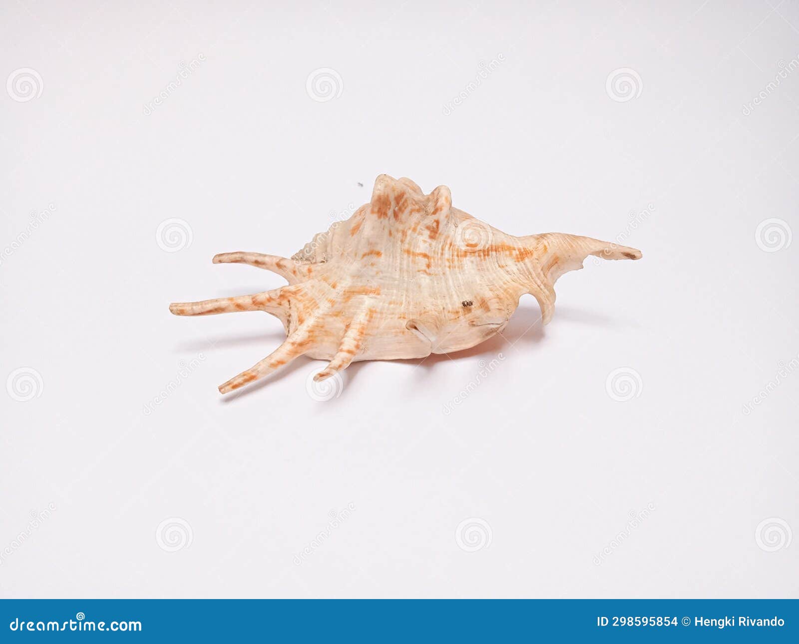 Seashell Conch Spider stock photo. Image of coastline - 298595854