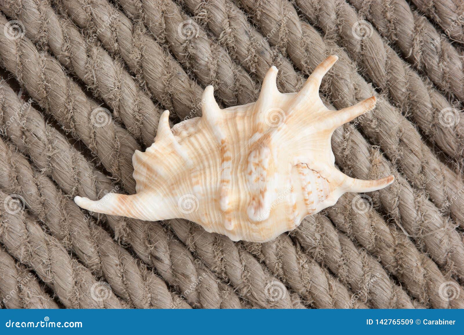 Seashell imagem de stock. Imagem de beleza, cockle, concha - 142765509