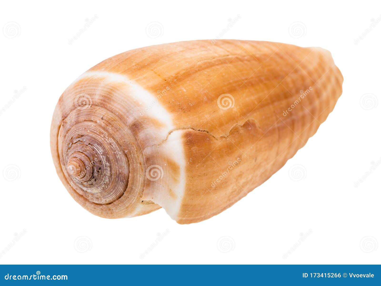 Seashell of Cone Snail Isolated on White Stock Photo - Image of yellow ...