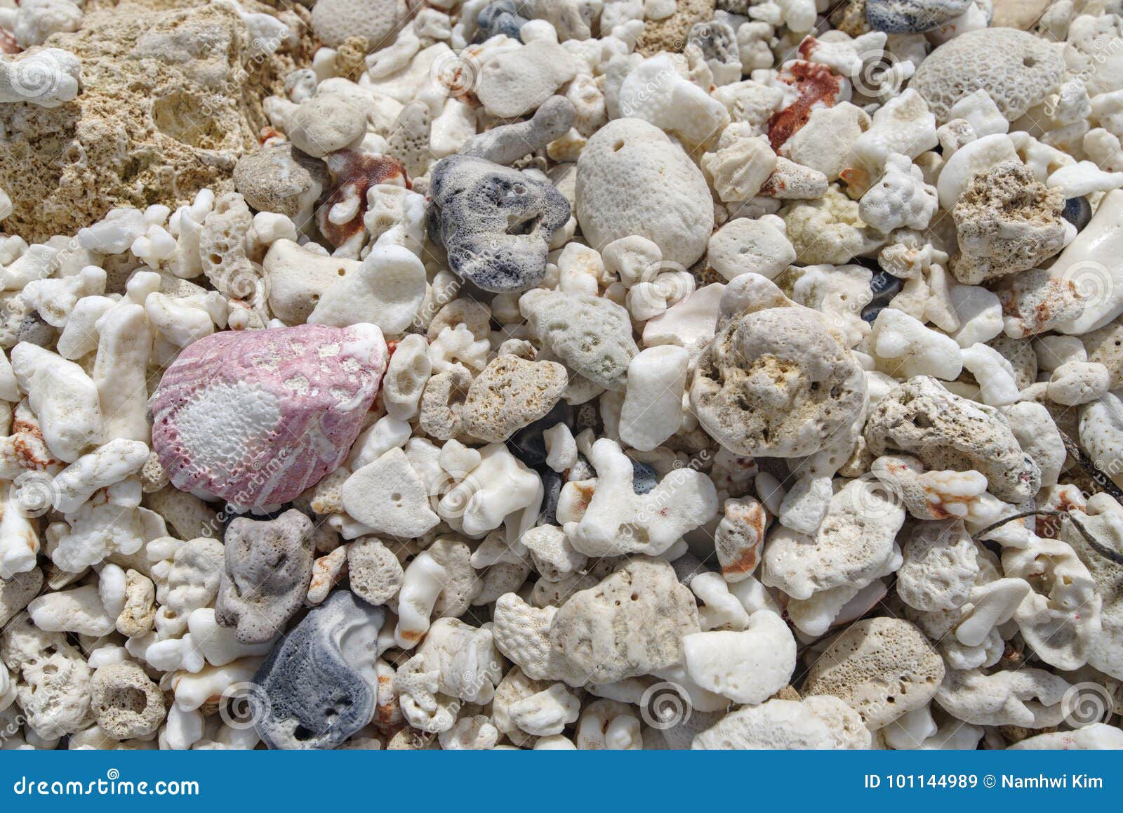 Seashell and Coral on the Beach Stock Image - Image of vacation, travel ...