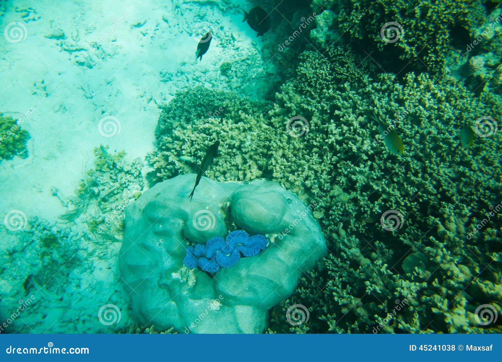 Seashell and coral reef stock photo. Image of beautiful - 45241038