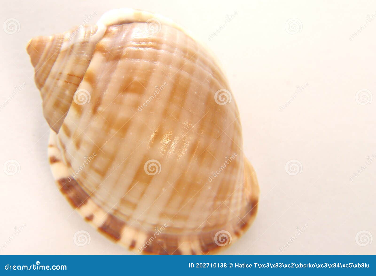 Seashell on Cream and Yellow Background Expressions about Nature Stock ...