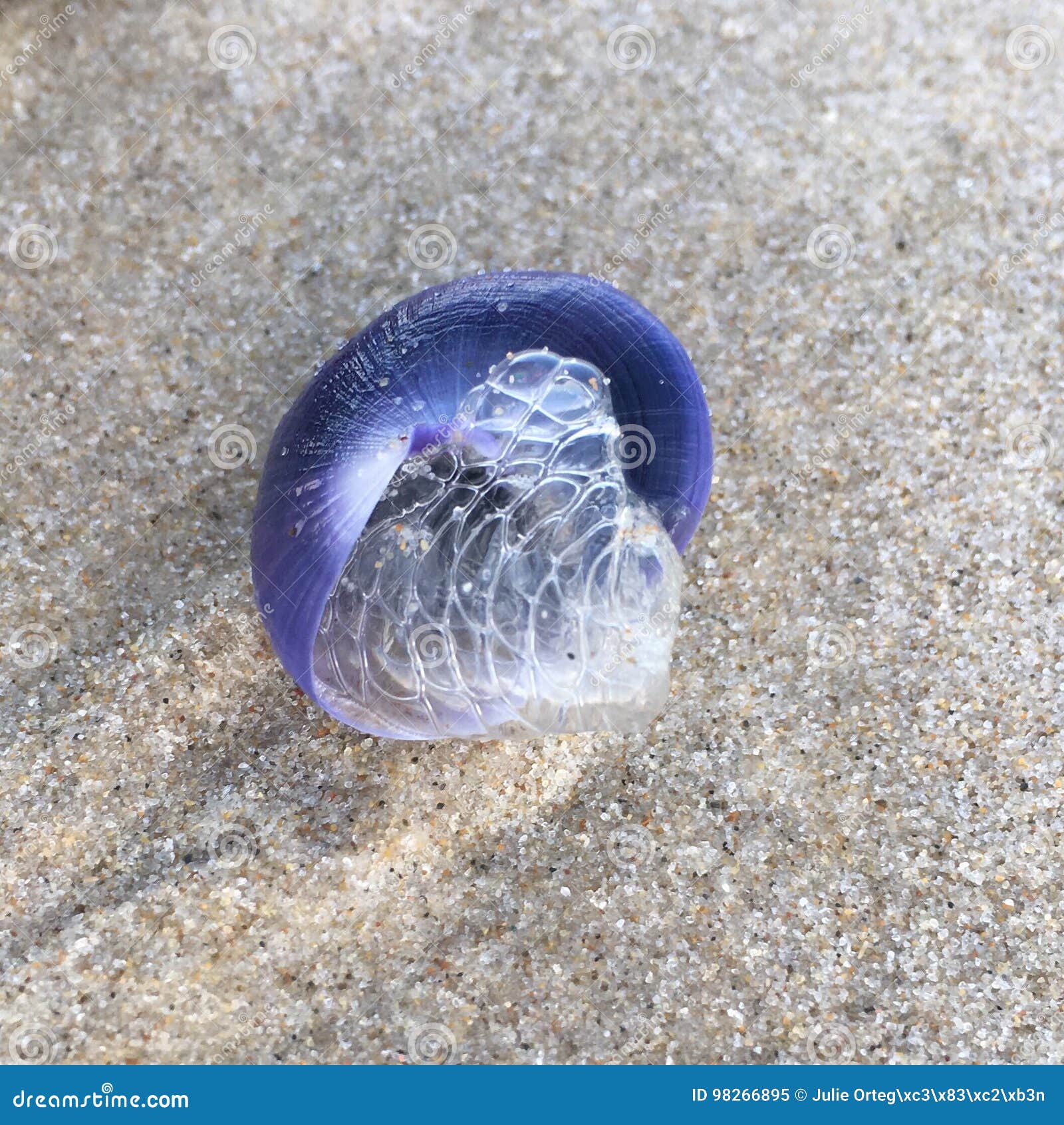 Seashell stock image. Image of purple, amazing, beach - 98266895