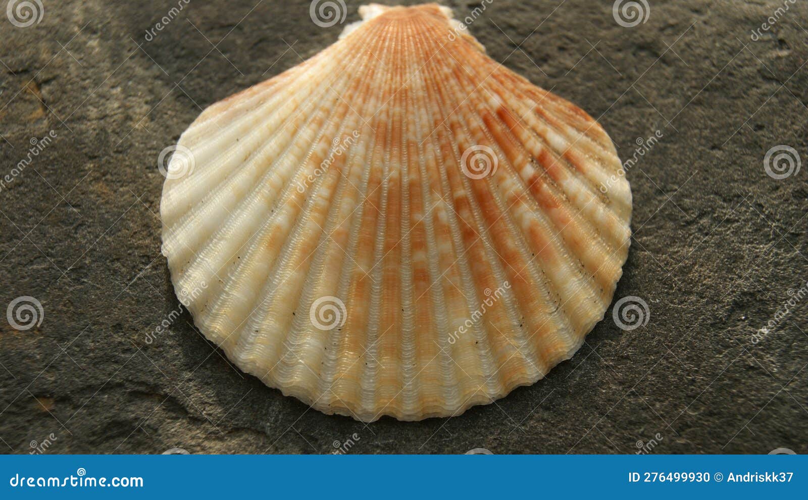Pink Sea Shell With The Spiral, Macro, Close-up Royalty-Free Stock ...
