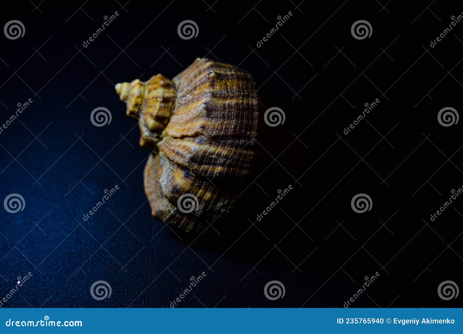 Seashell on Dark Blue Background Stock Photo - Image of invertebrate ...
