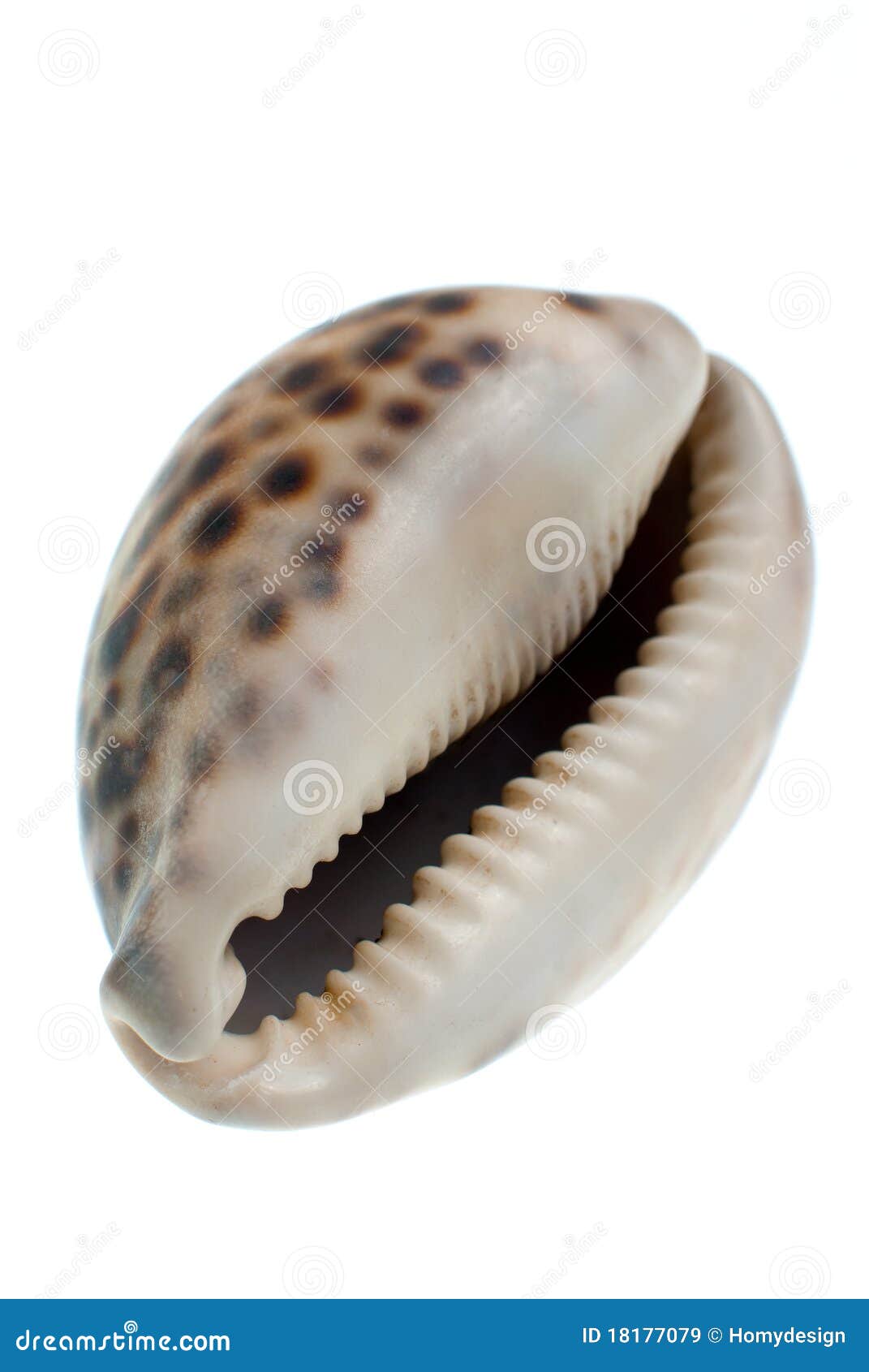 Seashell with dark spots stock image. Image of color - 18177079