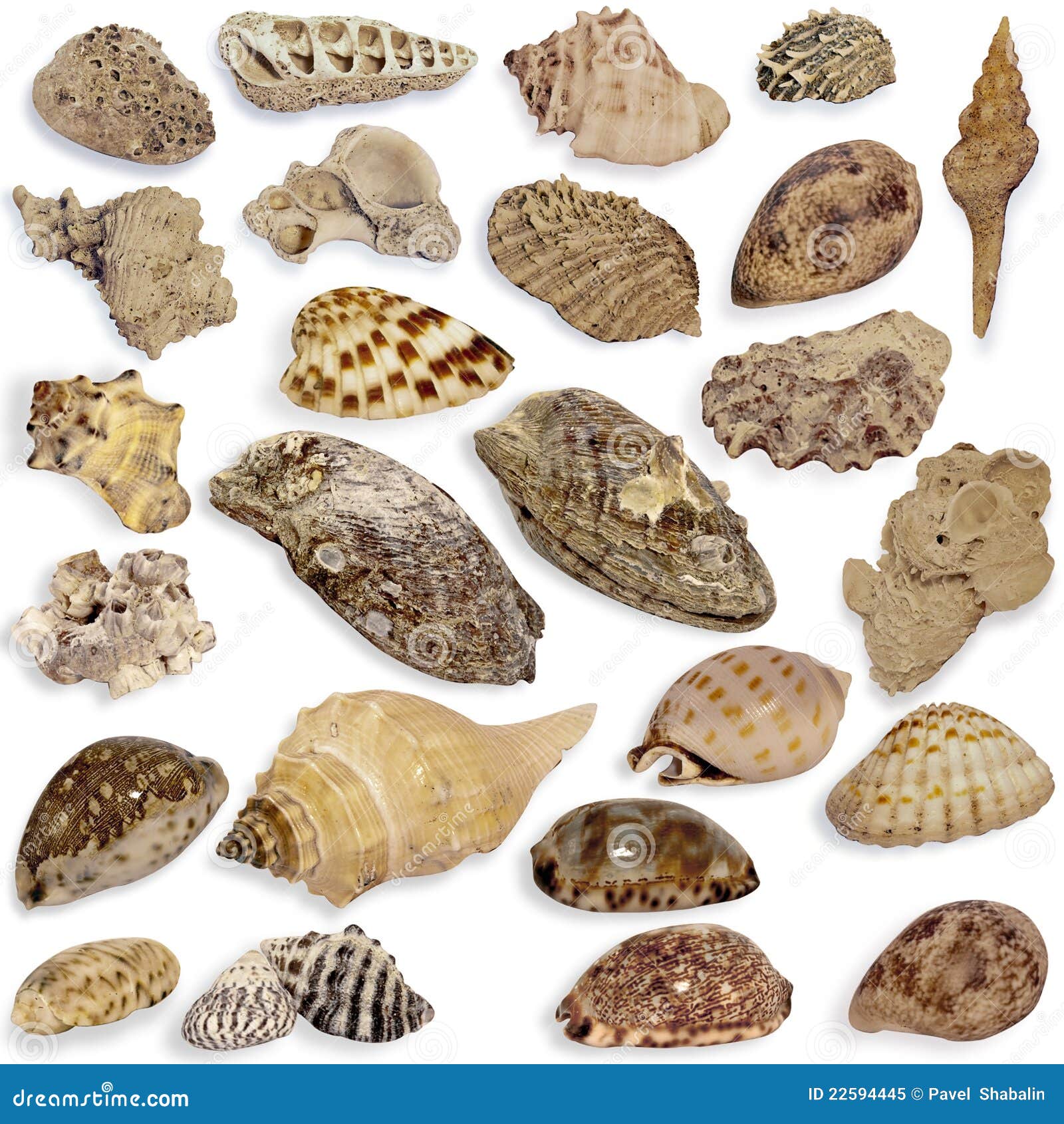 Seashell de la colección imagen de archivo. Imagen de playa - 22594445