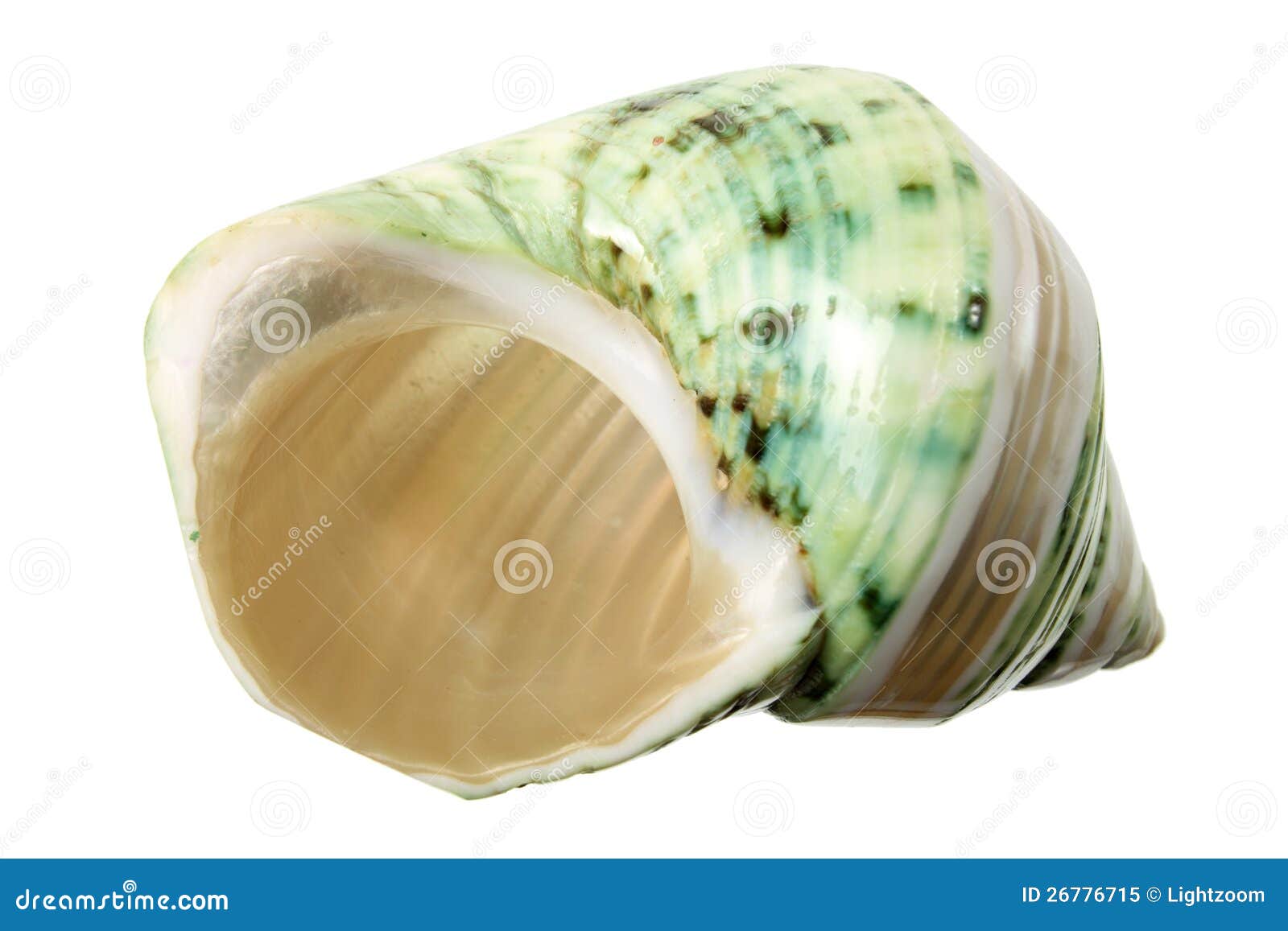 Seashell de la concha imagen de archivo. Imagen de salir - 26776715