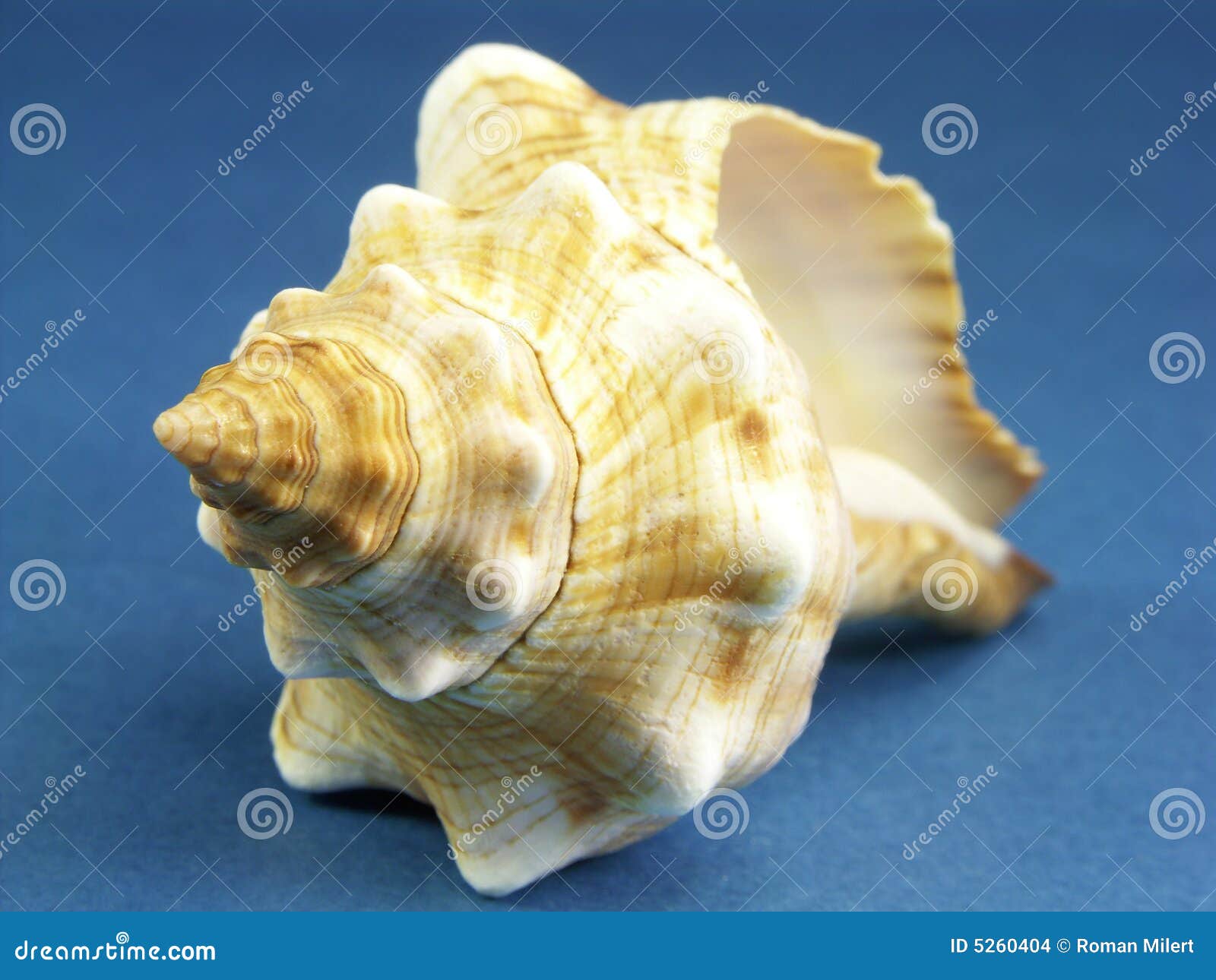 Seashell De La Concha Del Caballo De La Florida Foto de archivo ...