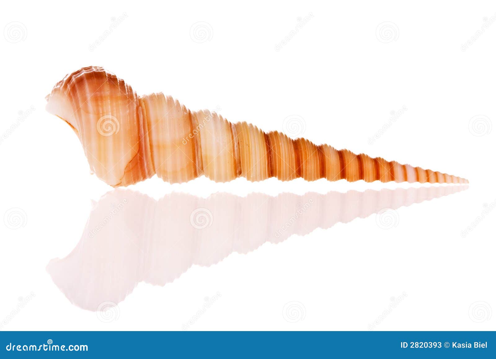 Seashell de Turritella imagen de archivo. Imagen de colorido - 2820393