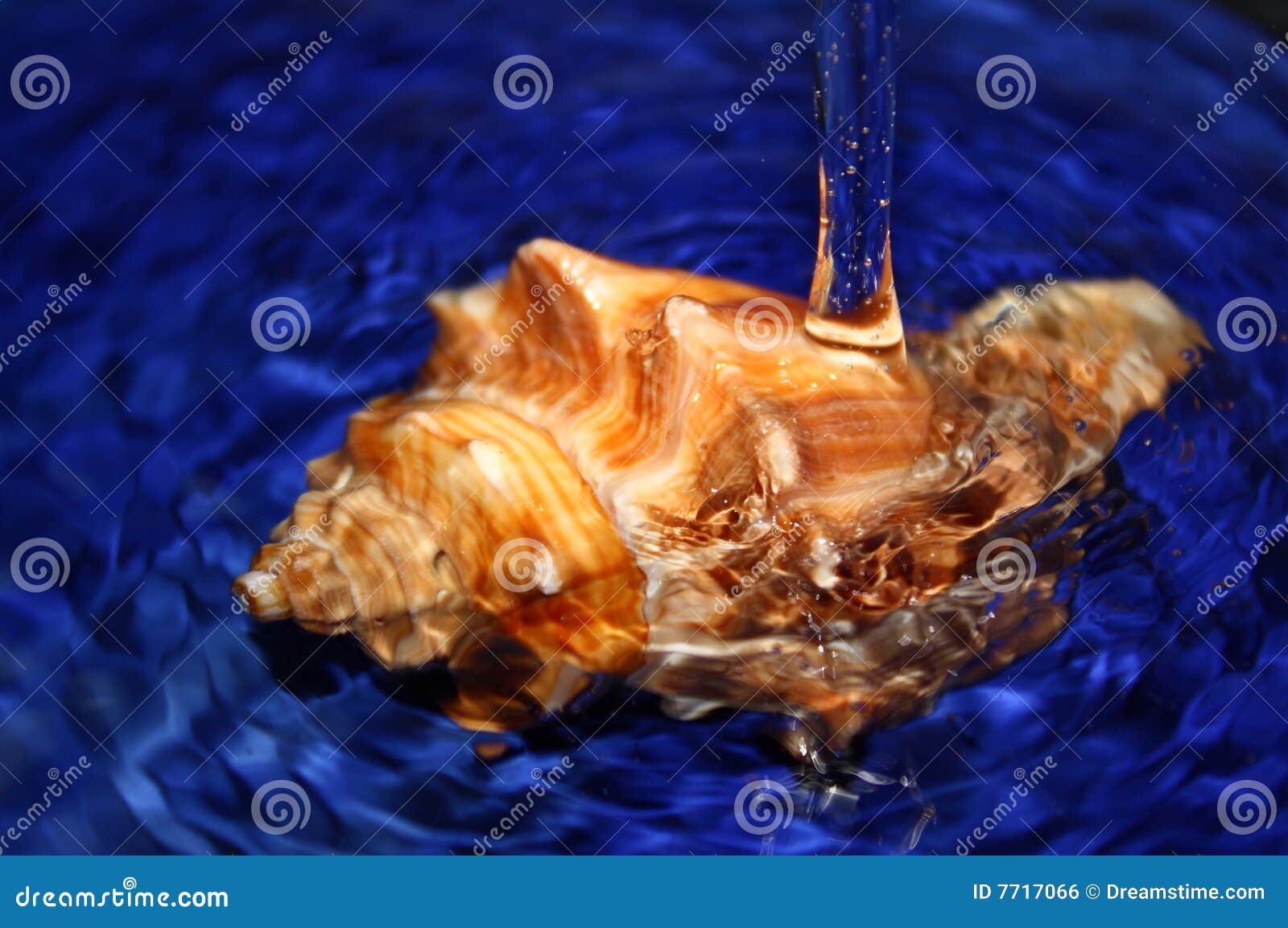 Seashell in Deep Blue Water - Spa Stock Photo - Image of shells, clear ...