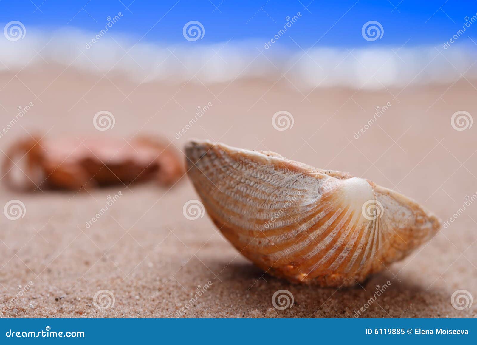 Seashell Del Shell Del Mar En La Arena De La Playa Imagen de archivo ...