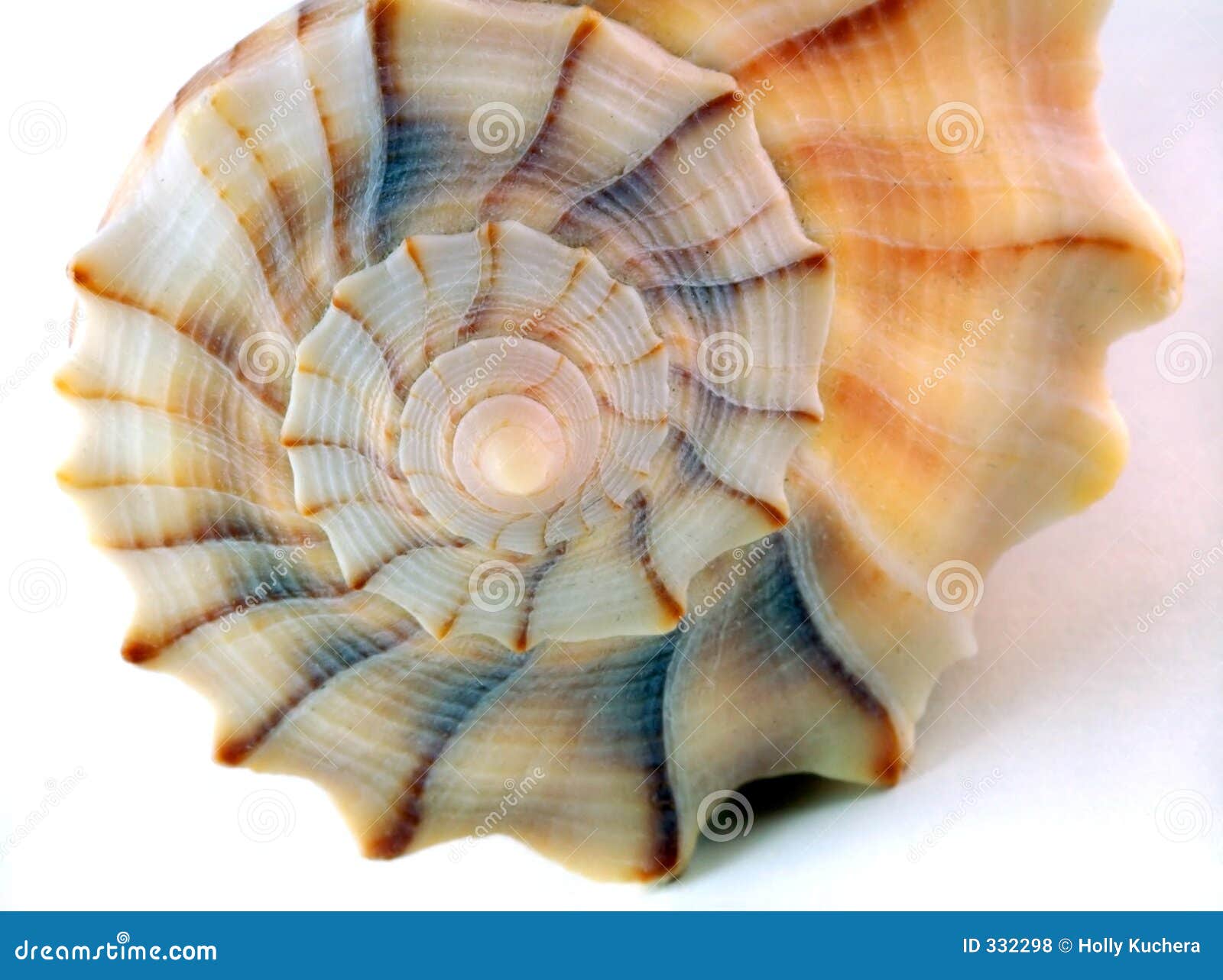 Seashell Detail Against White Stock Photo - Image of natural, shell: 332298
