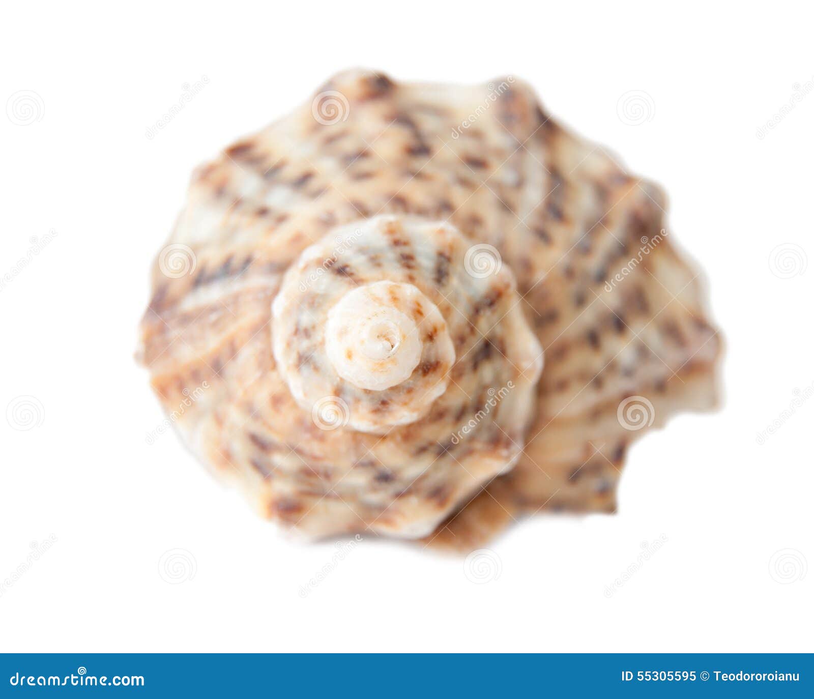 Seashell stock image. Image of isolated, infinity, spiral - 55305595