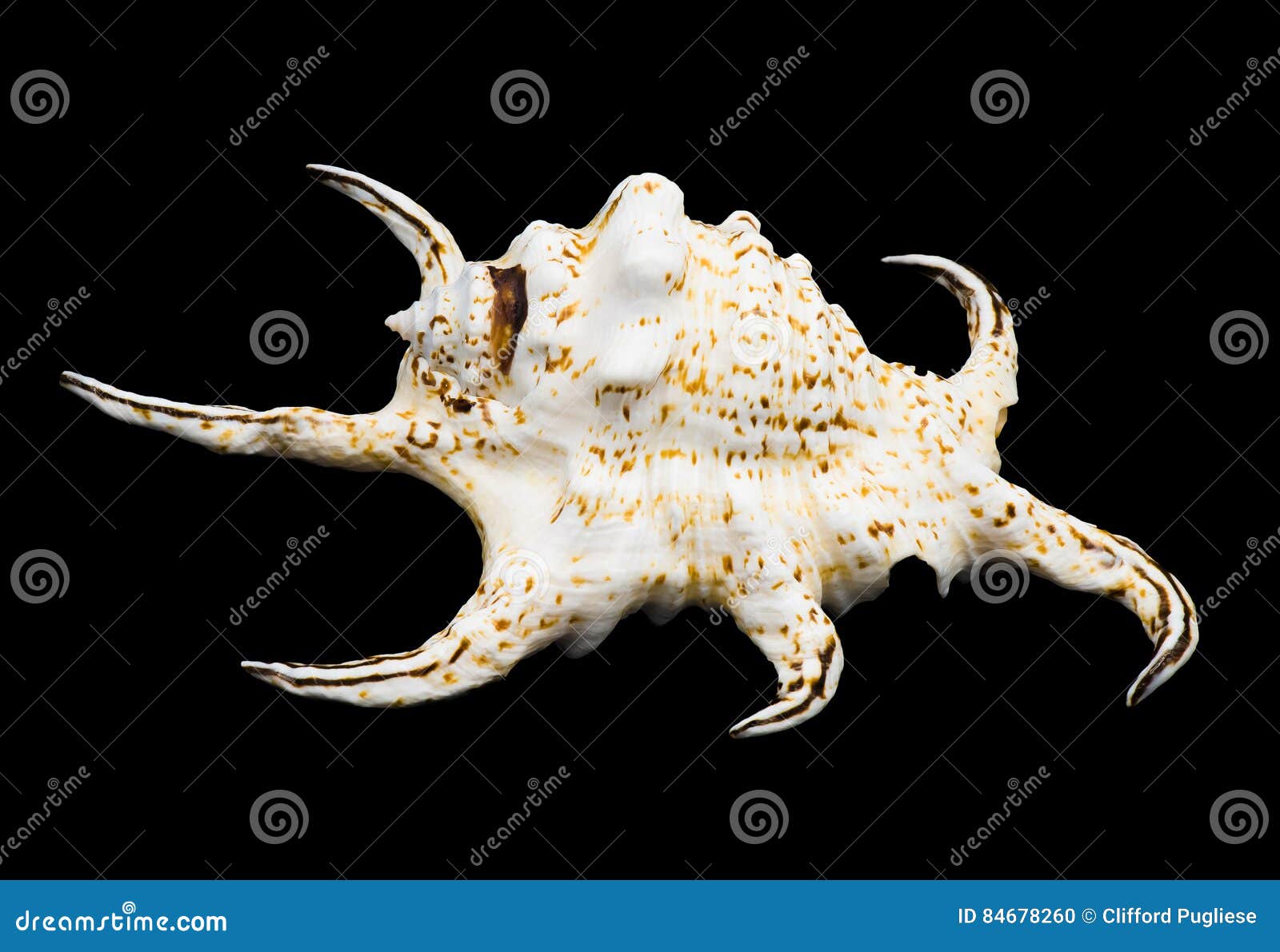 Shell stock photo. Image of close, spike, spiral, micro - 84678260