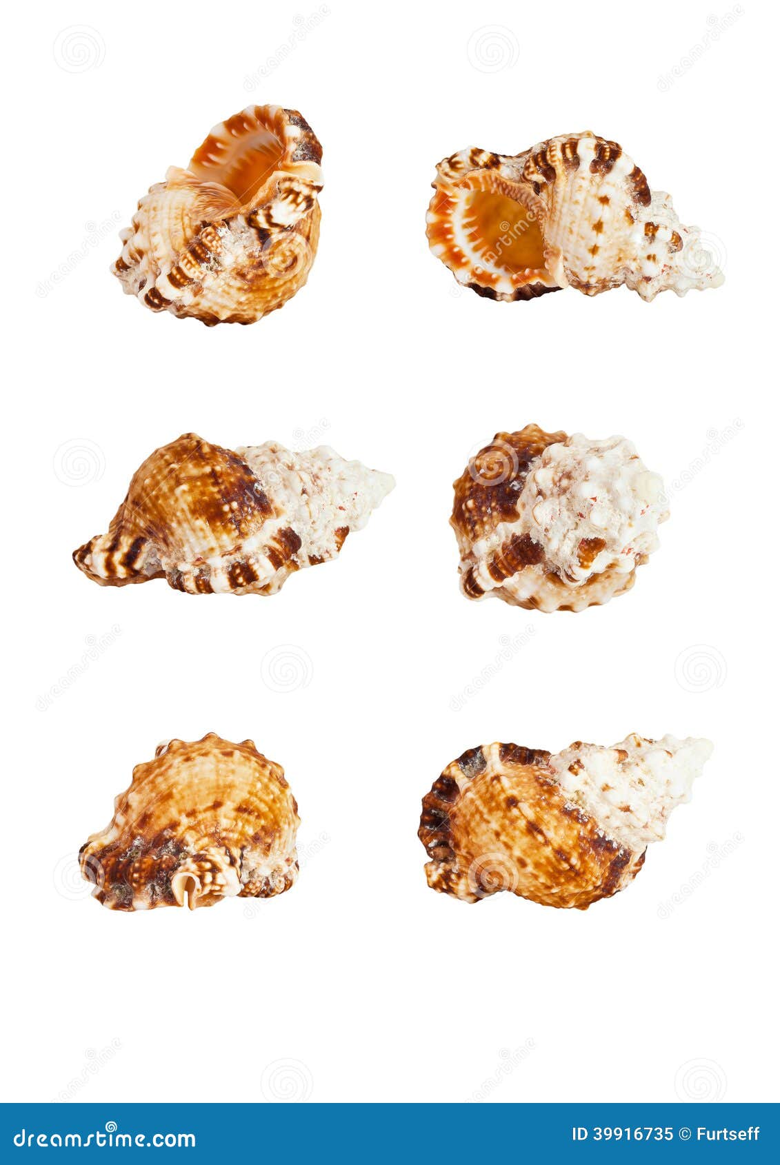 Seashell in Different Angles Stock Image - Image of collection, empty ...
