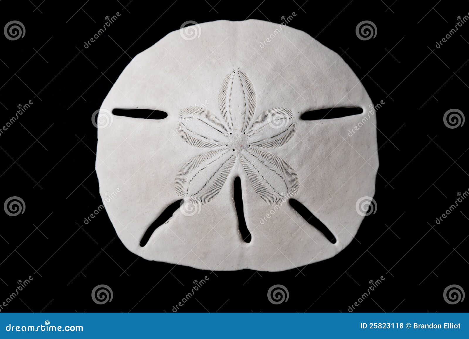 Seashell - dollar de sable photo stock. Image du coque - 25823118