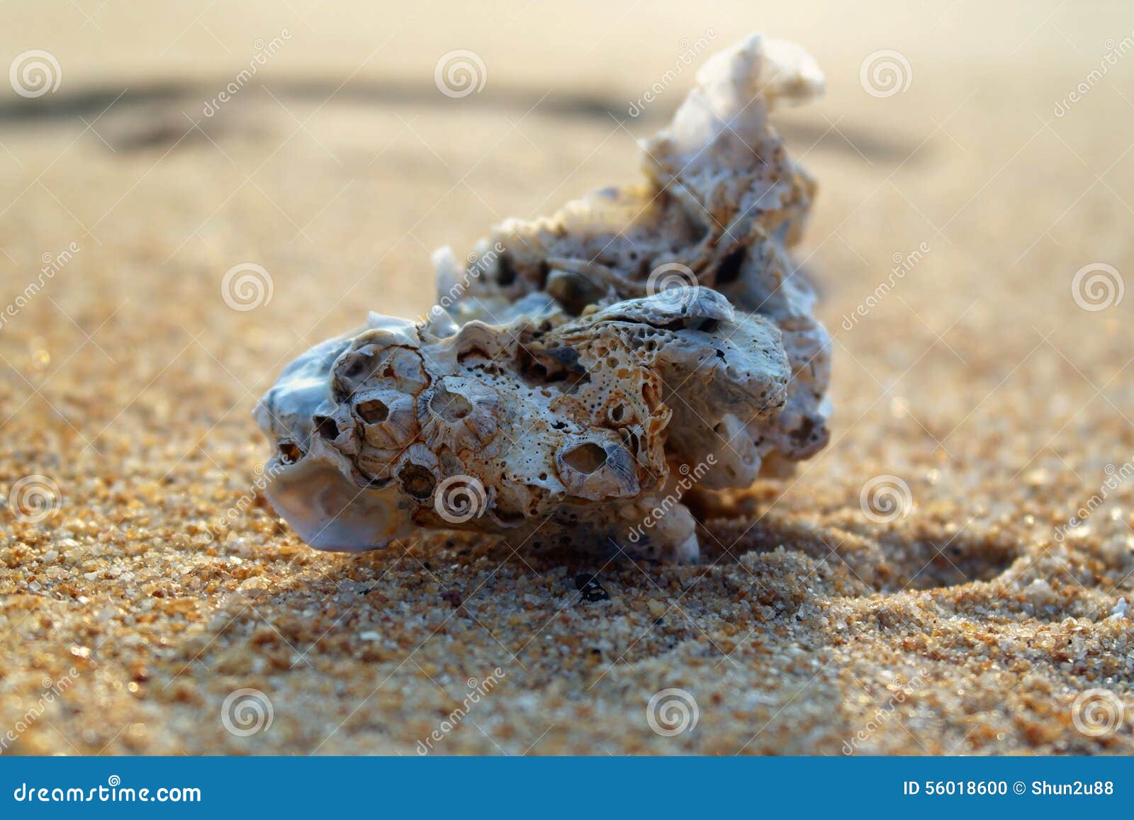 Seashell stock photo. Image of beach, nature, sand, marine - 56018600