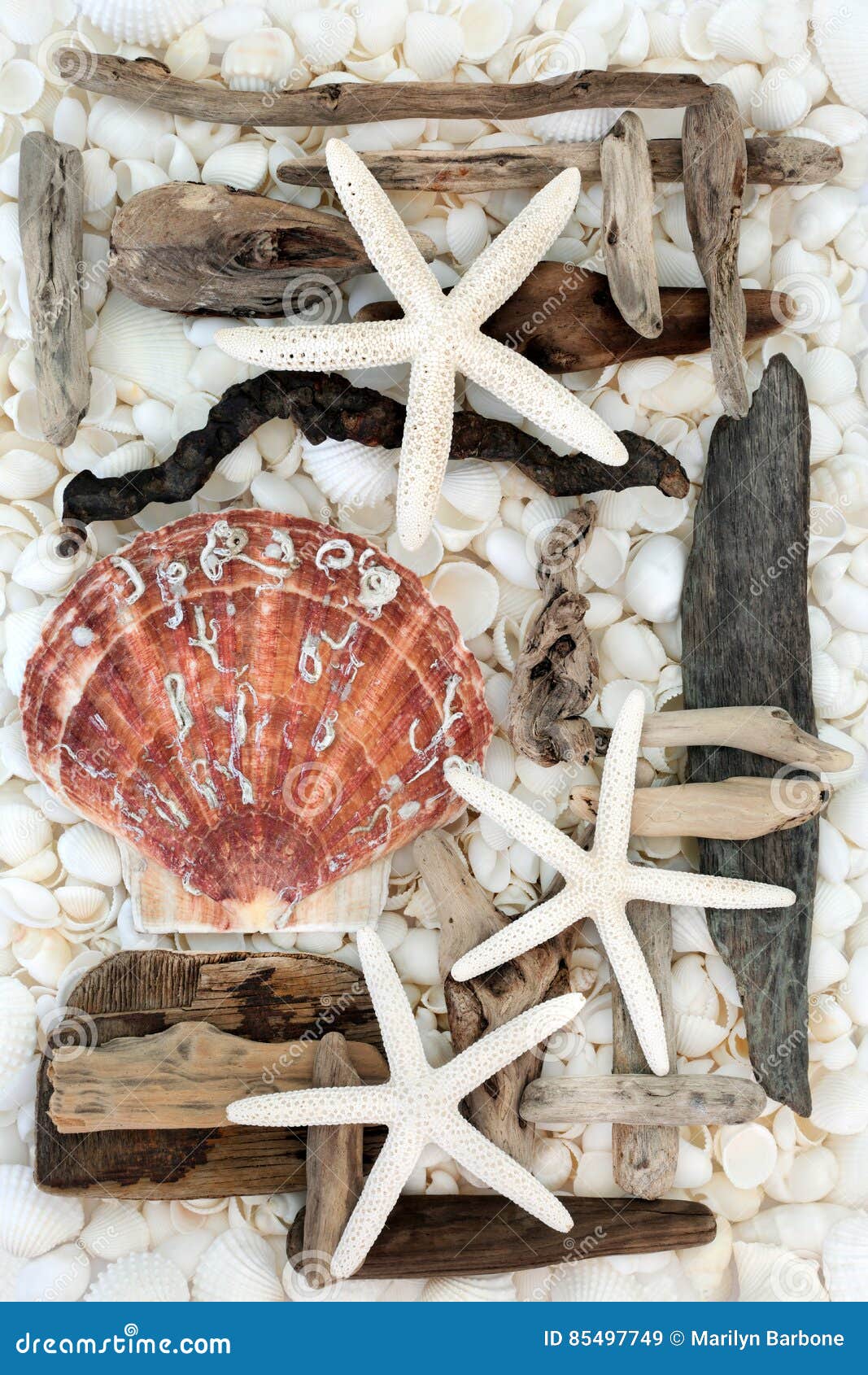 Driftwood And Starfish Seashell Abstract Background Royalty-Free Stock ...