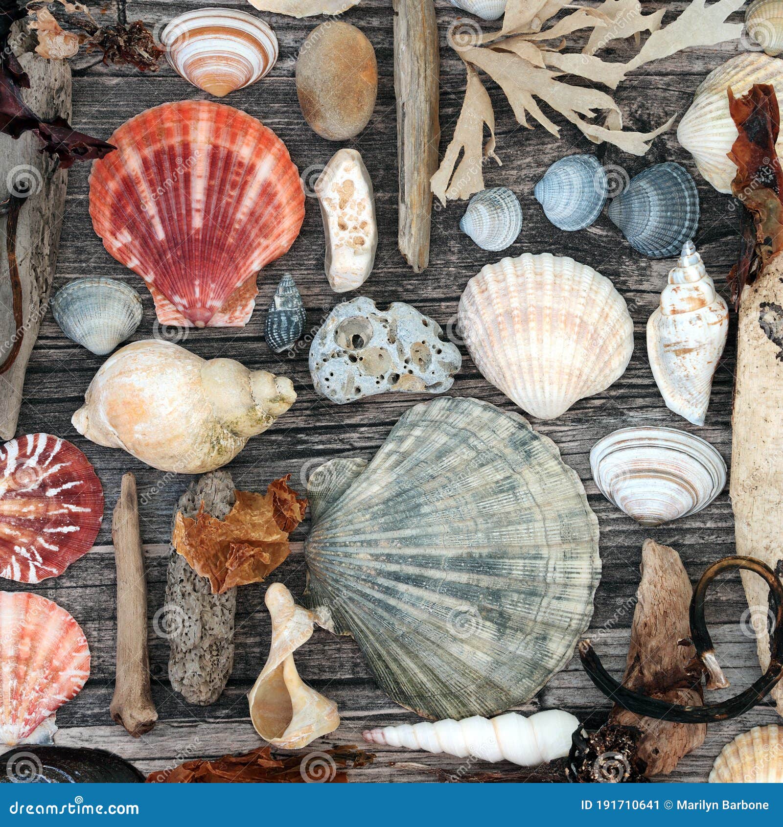 Seashell and Driftwood Abstract on Rustic Wood Stock Image - Image of ...