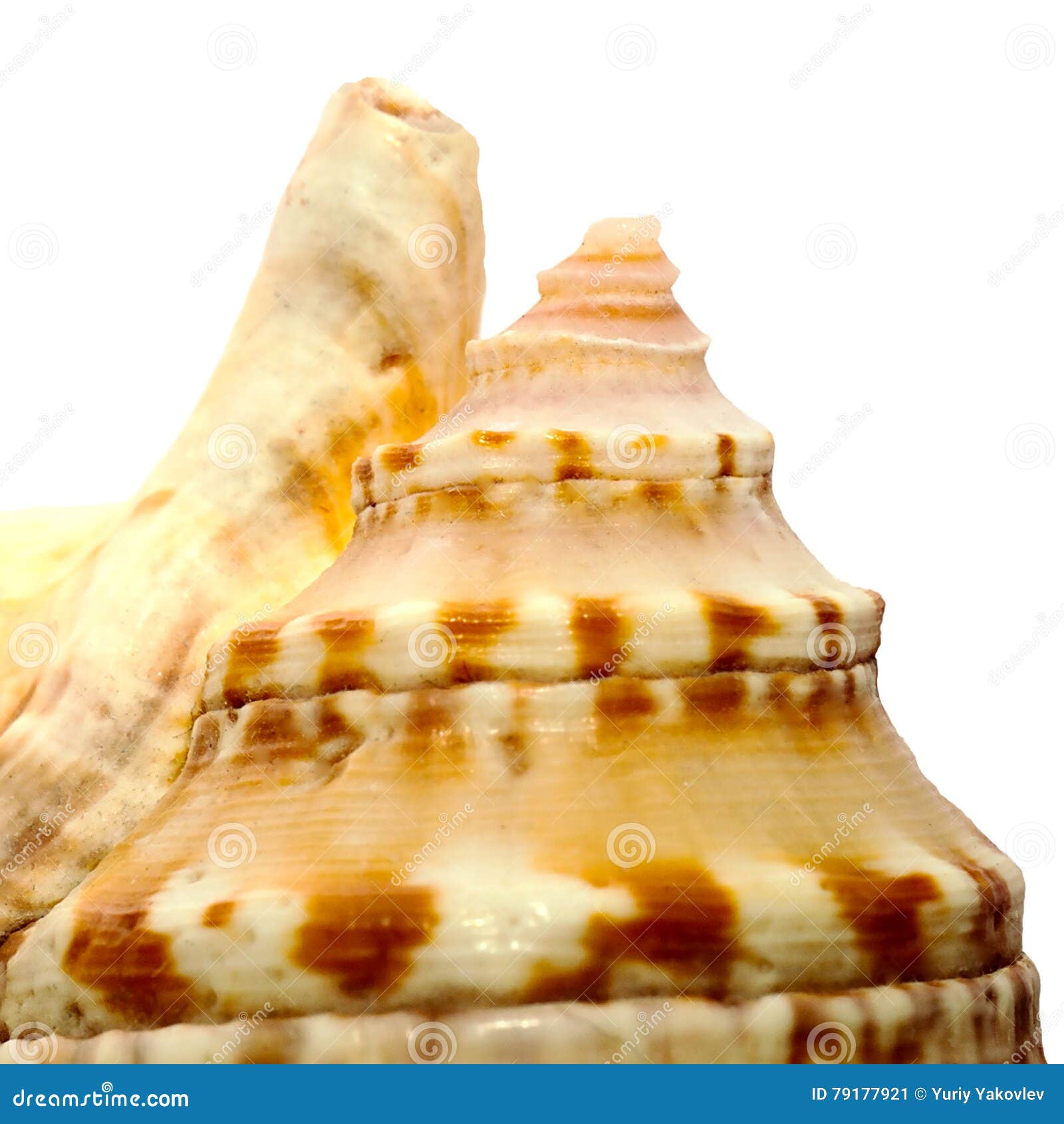 Seashell, Element, Close-up Stock Image - Image of gifts, beautiful ...