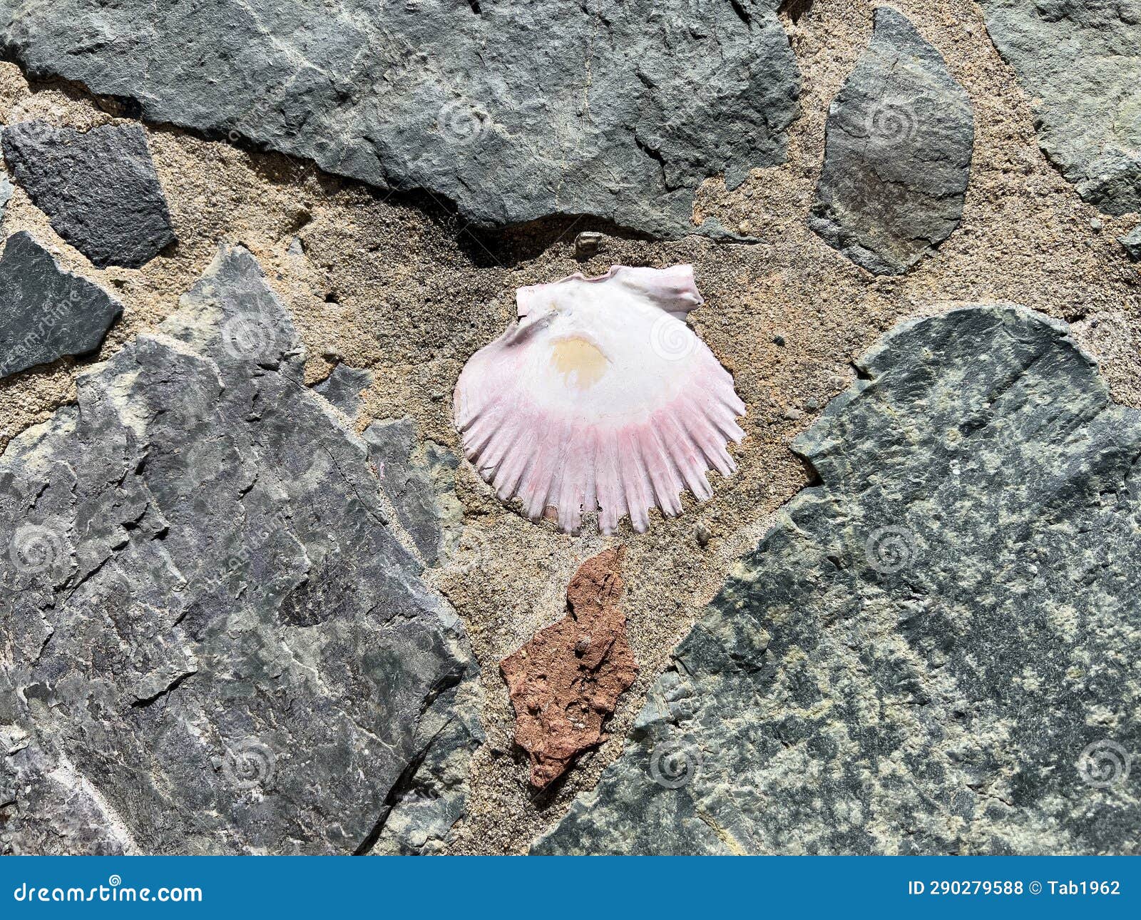 Seashell Embedded in Rock and Sand Stock Photo - Image of cockleshell ...