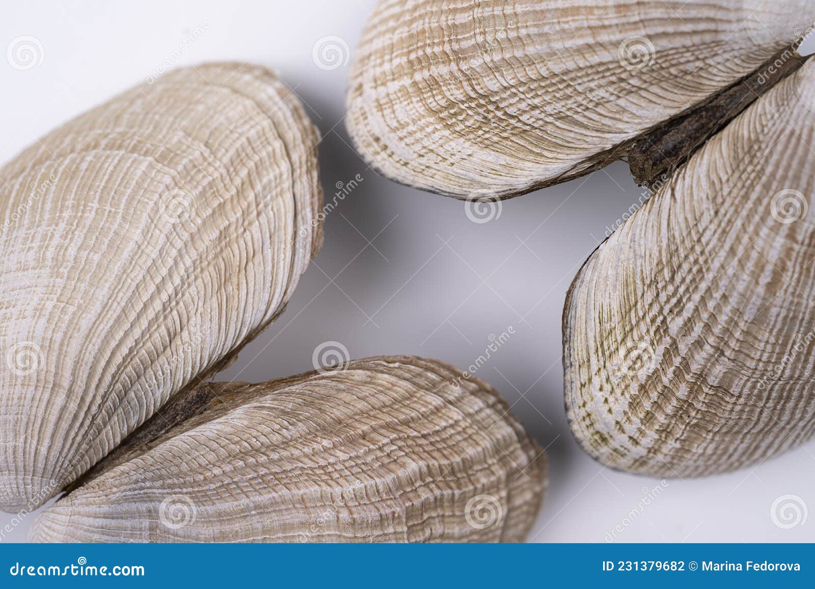 Seashell, Empty Shell of Small Creature Having Hard. Shells Macro Shoot ...