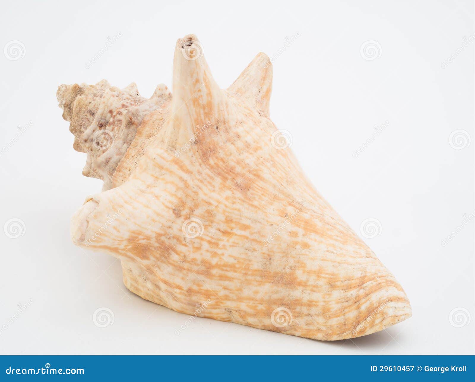 Seashell En El Fondo Blanco Imagen de archivo - Imagen de blanco, forma ...