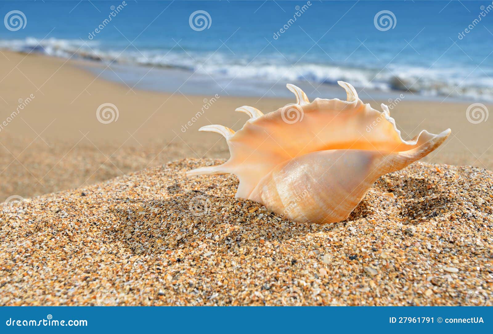 Seashell En La Arena Amarilla De La Playa Imagen de archivo - Imagen de ...