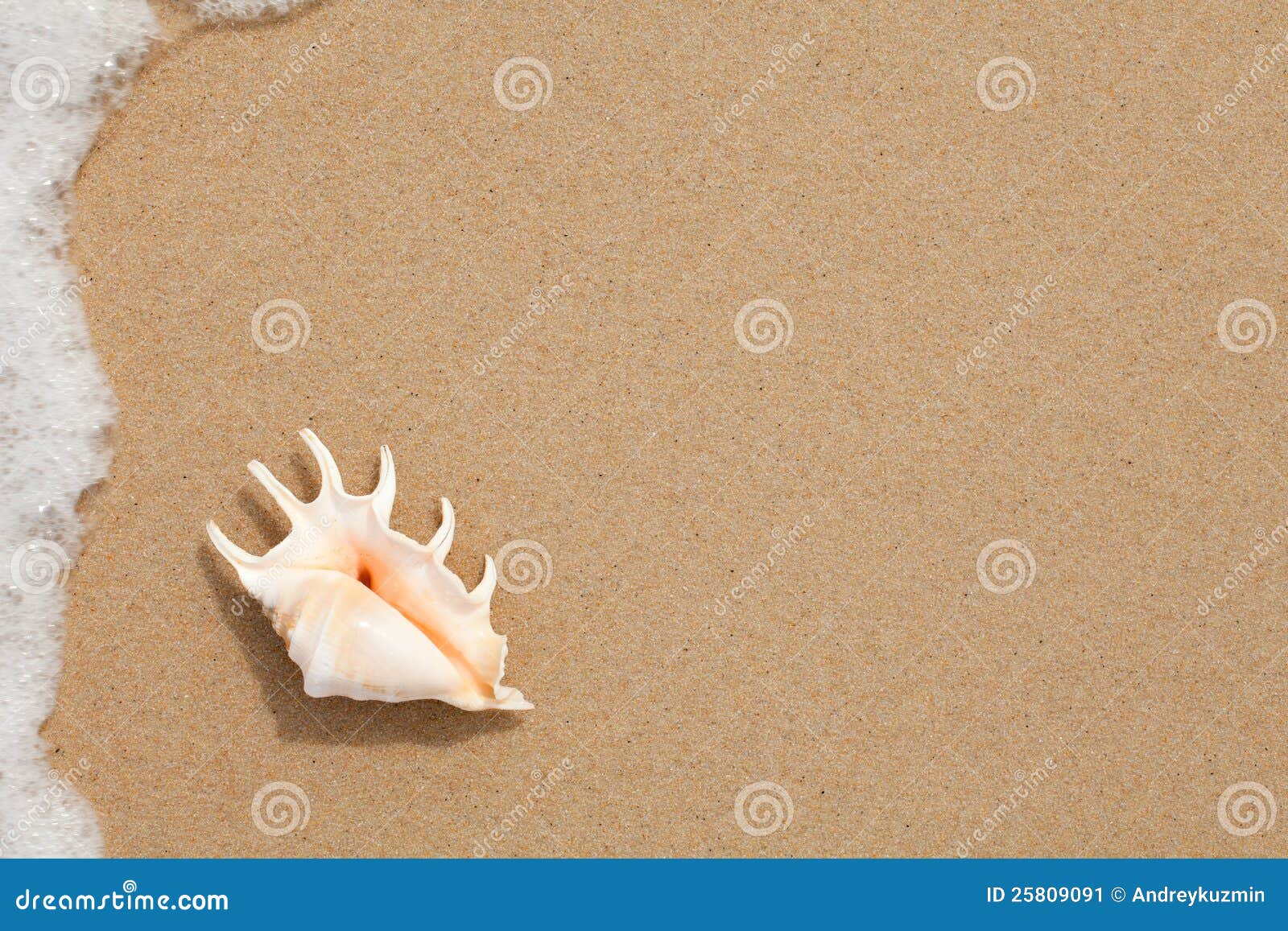 Seashell En La Arena De La Playa Imagen de archivo - Imagen de ...