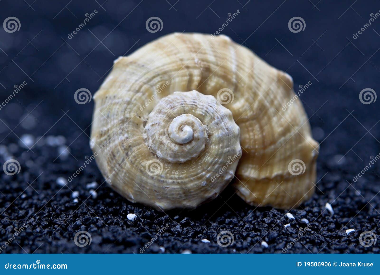 Seashell en la arena negra foto de archivo. Imagen de vacaciones - 19506906