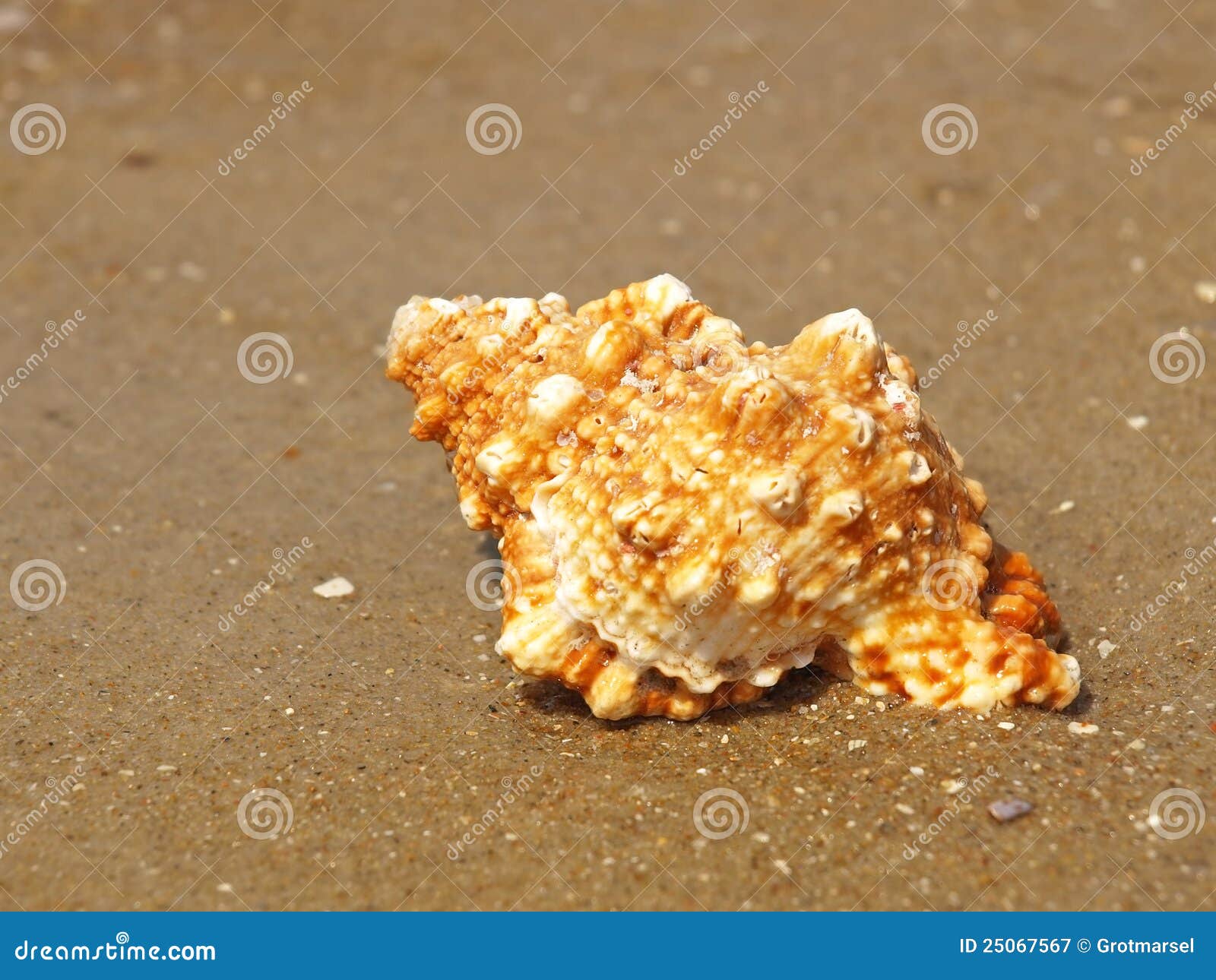 Seashell En La Playa Arenosa. Imagen de archivo - Imagen de verano ...