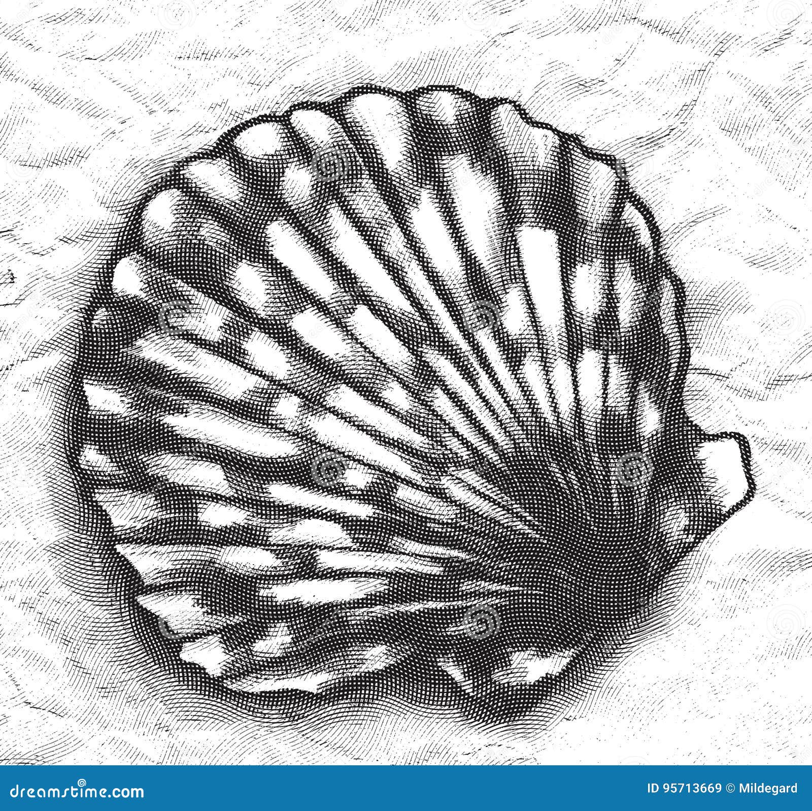 Seashell - etching stock illustration. Illustration of sketches - 95713669