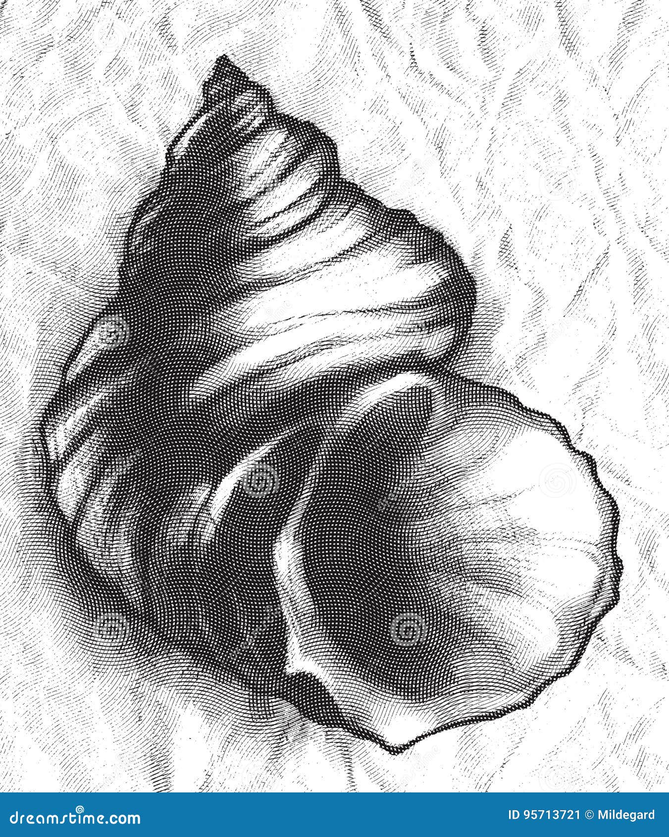 Seashell - etching stock illustration. Illustration of life - 95713721