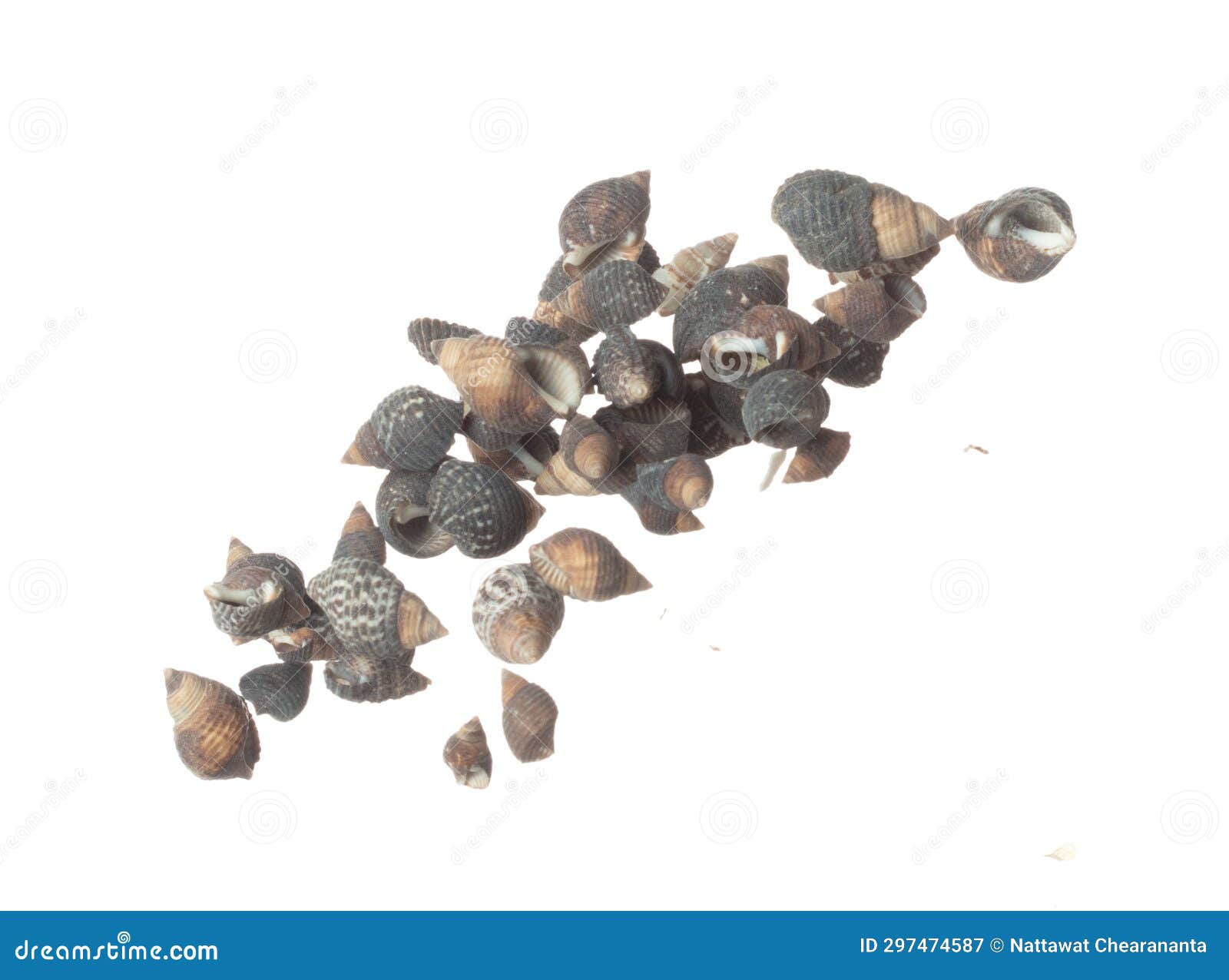 Seashell Fall Splashing in Air. Sea Shell Explosion Flying, Abstract ...